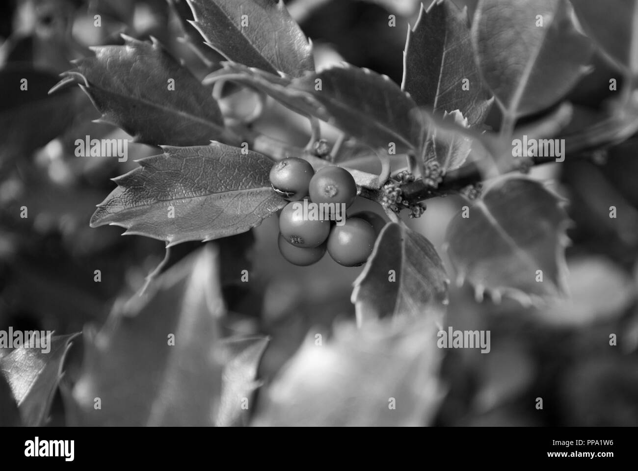 Bush nature foliage Black and White Stock Photos & Images - Alamy