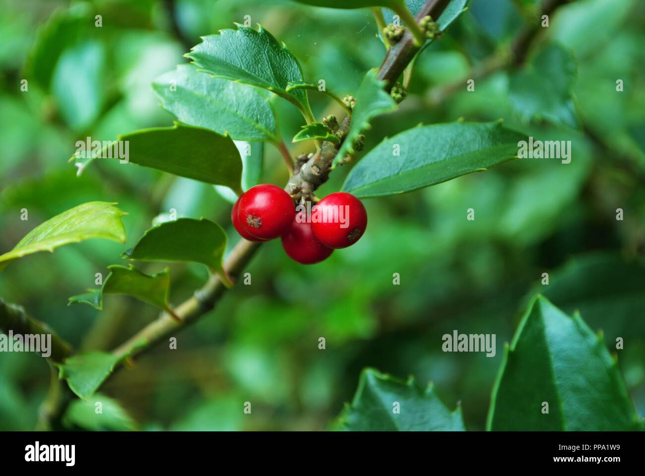 Holy bush hi-res stock photography and images - Alamy