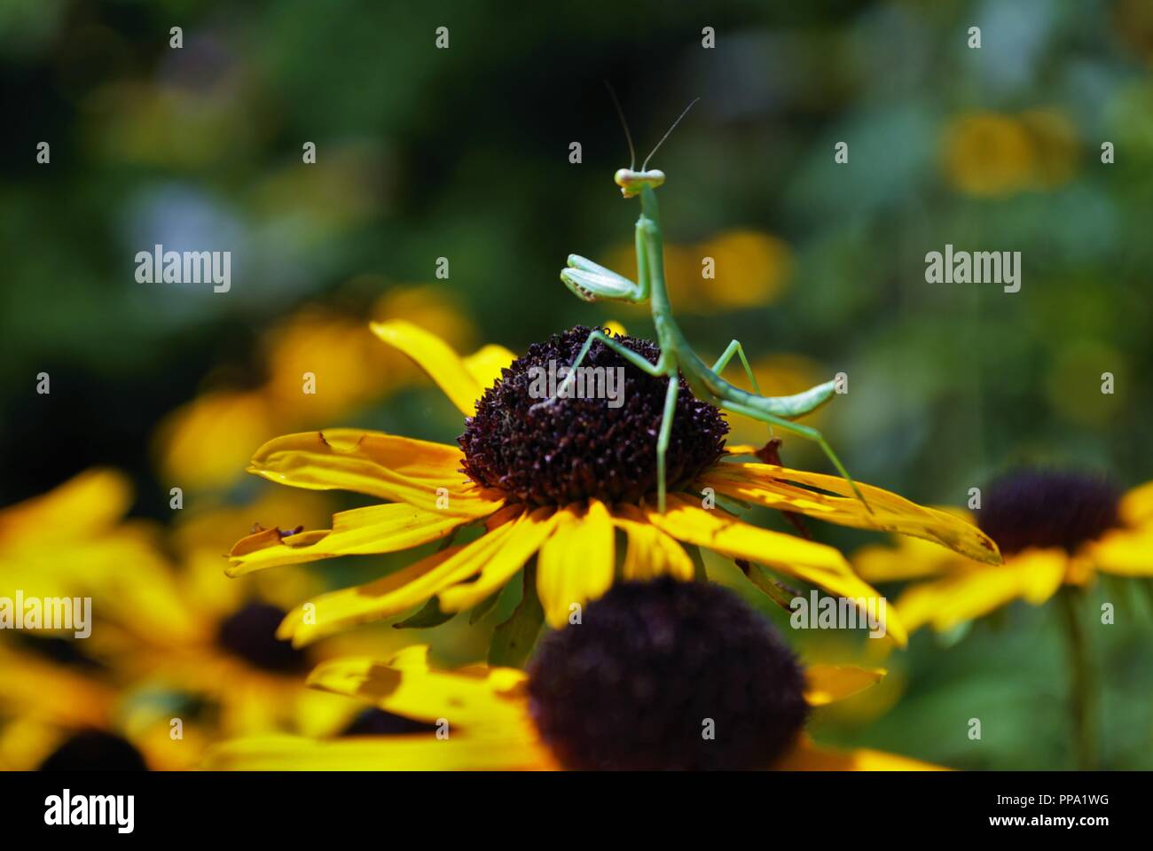 praying mantis hanging out on a bright flower Stock Photo - Alamy