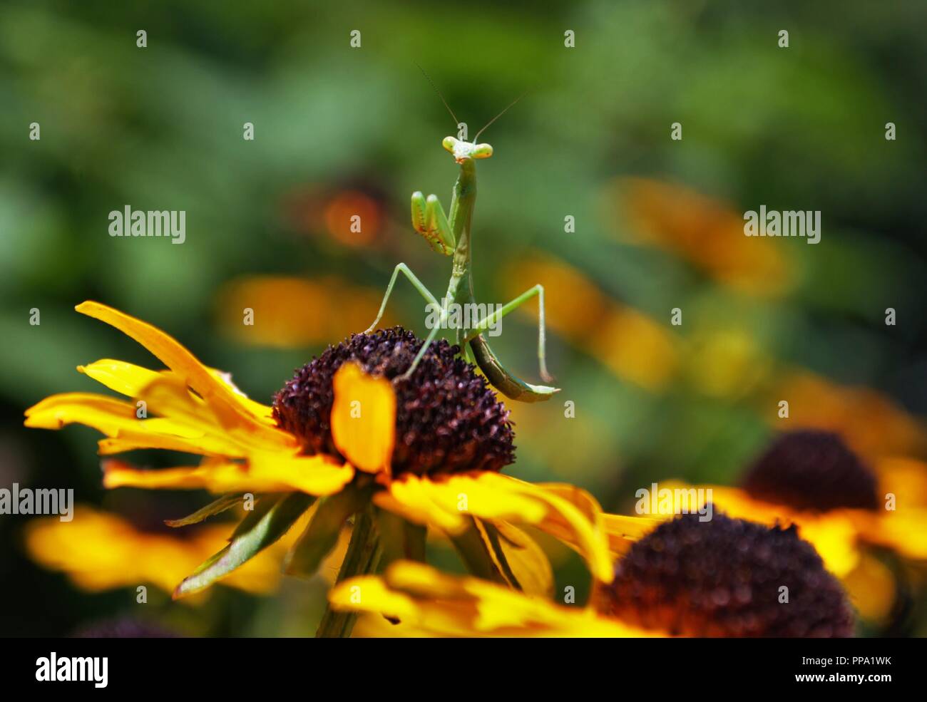 Praying Mantis Eating Insect High Resolution Stock Photography and ...