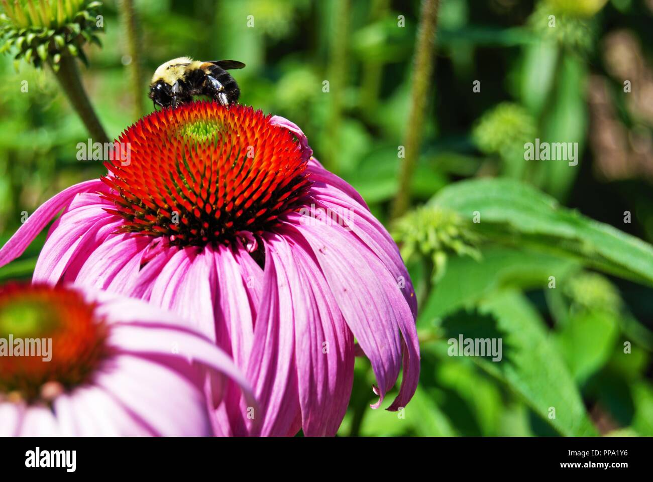 busy bumblebee on a bright and vibrant Stock Photo - Alamy