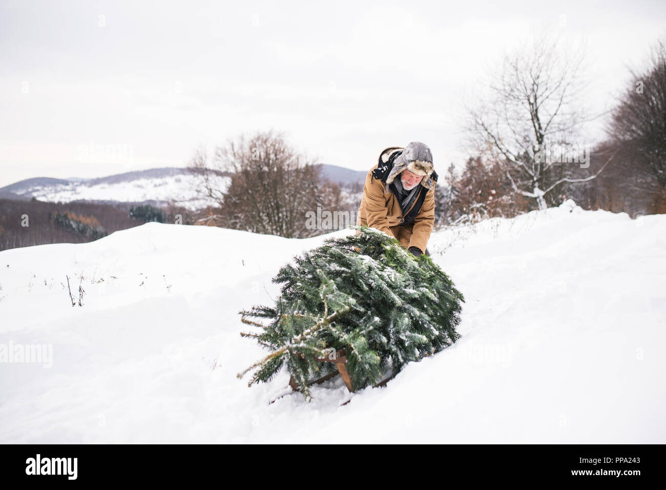 A senior man pulling a Christmas tree in forest Stock Photo - Alamy