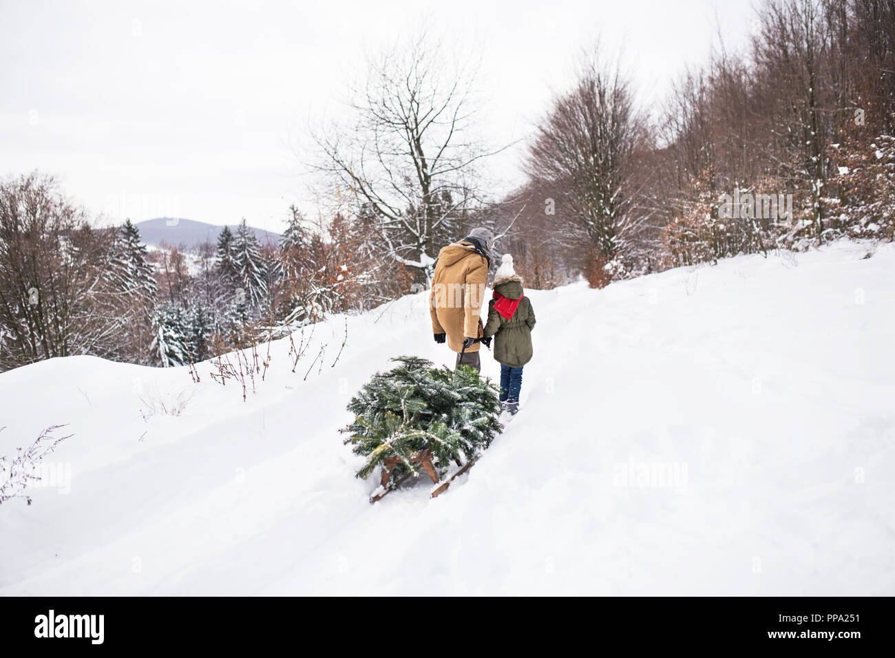 Grandfather and small girl getting a Christmas tree in forest Stock ...