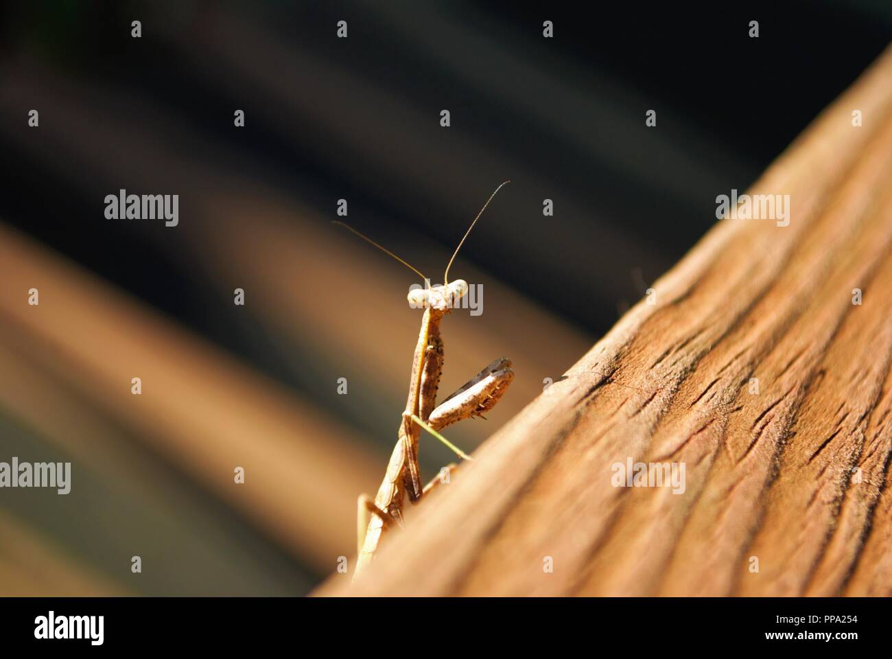 prayingmantis on a flower Stock Photo - Alamy