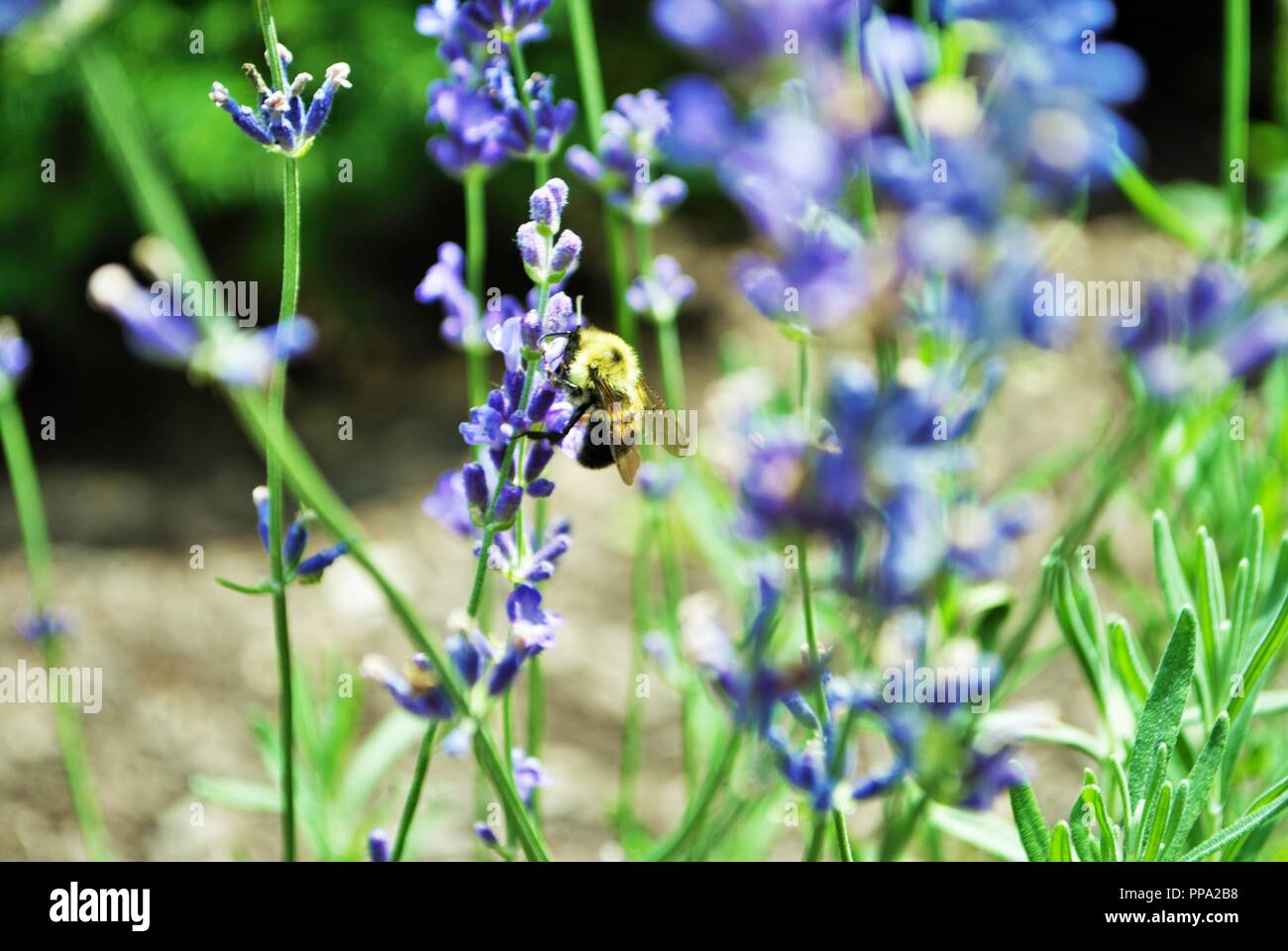 busy bumblebee on a bright and vibrant Stock Photo - Alamy