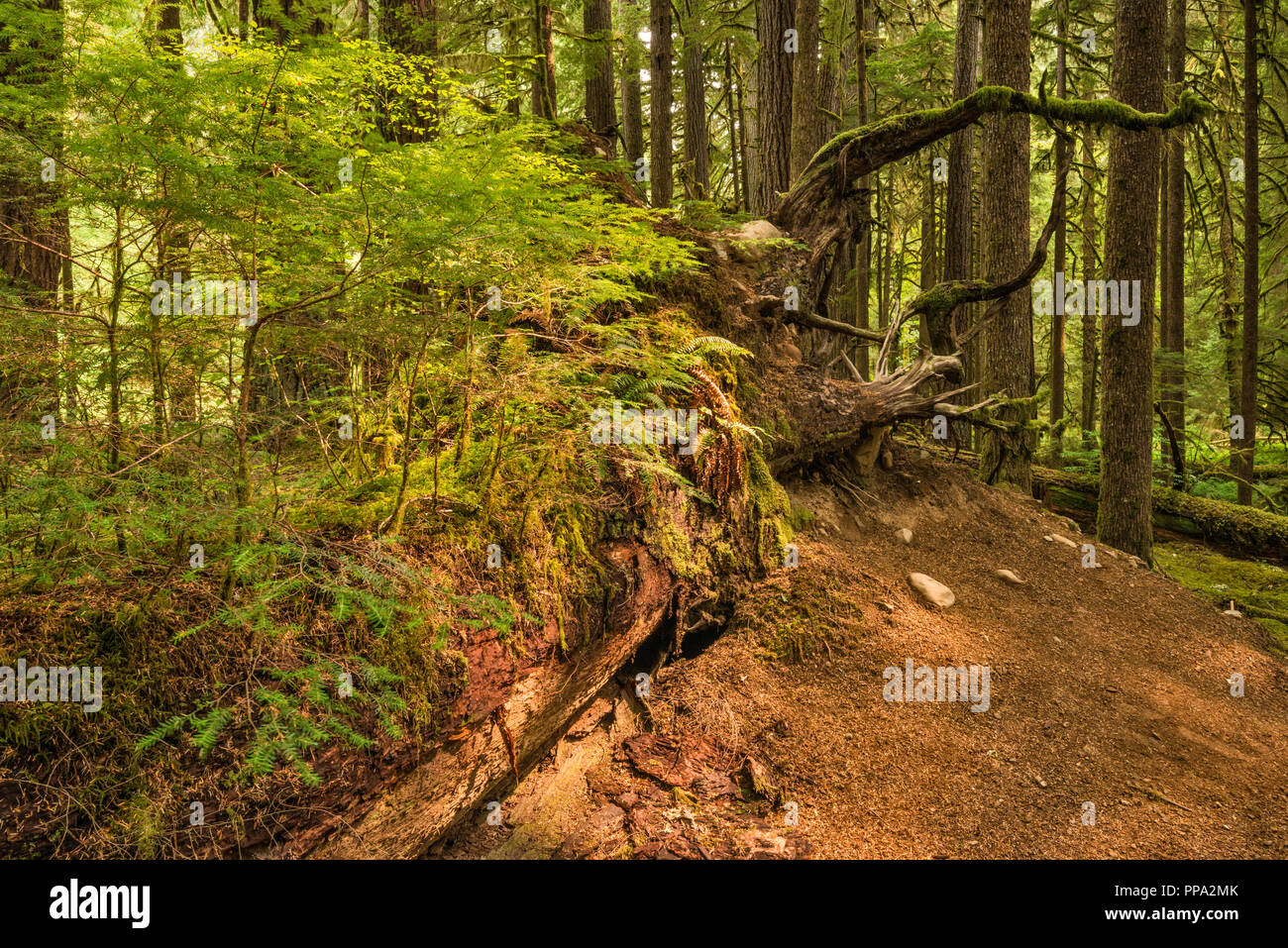 Nurse Log High Resolution Stock Photography and Images - Alamy