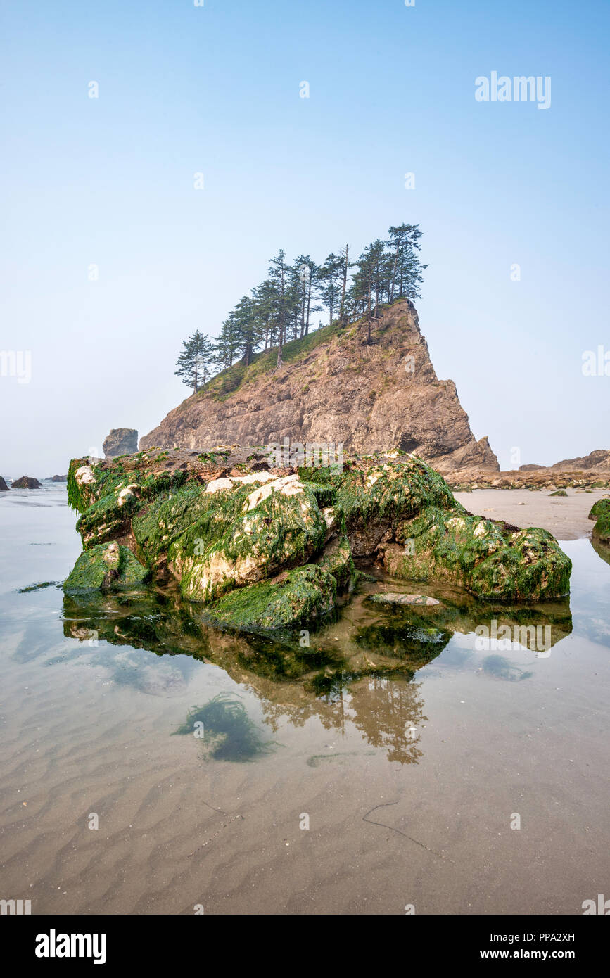 Rocks covered with seaweeds, Quileute Needles, at Second Beach, part of ...
