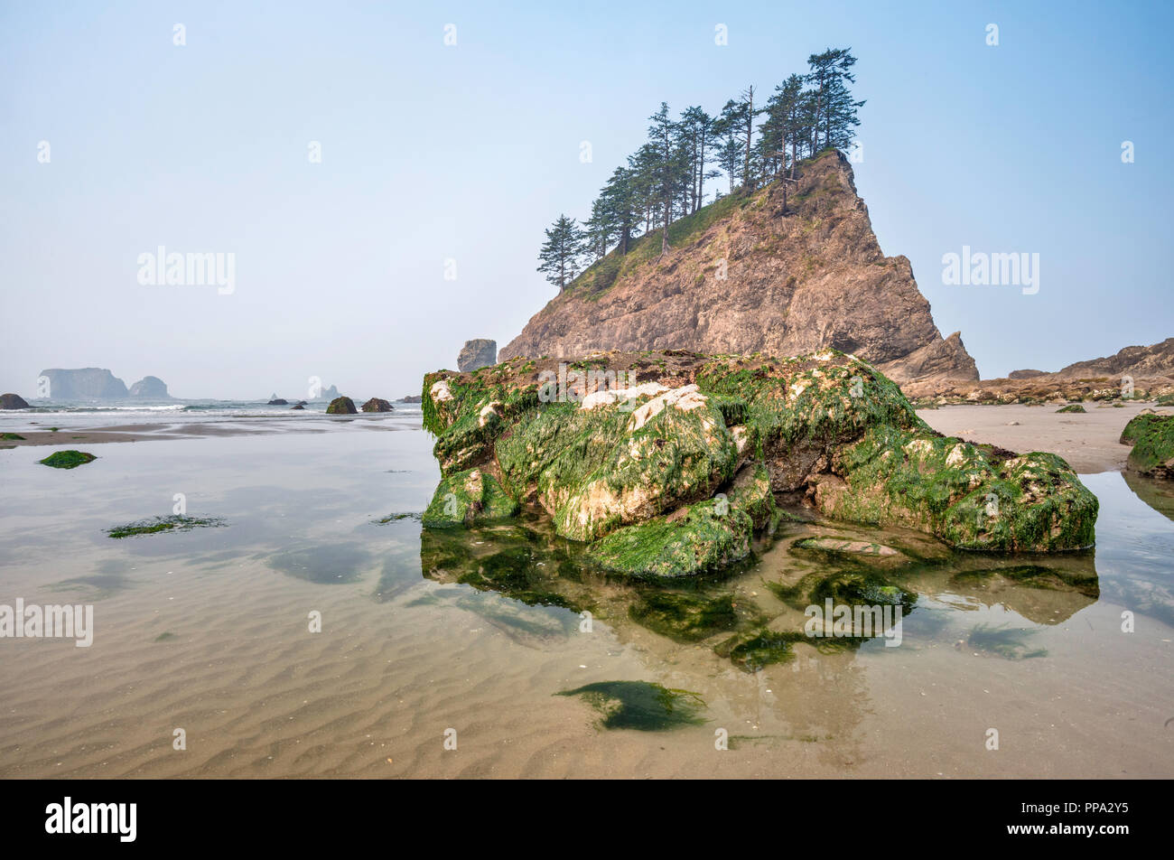 Rocks covered with seaweeds, Quileute Needles, at Second Beach, part of ...