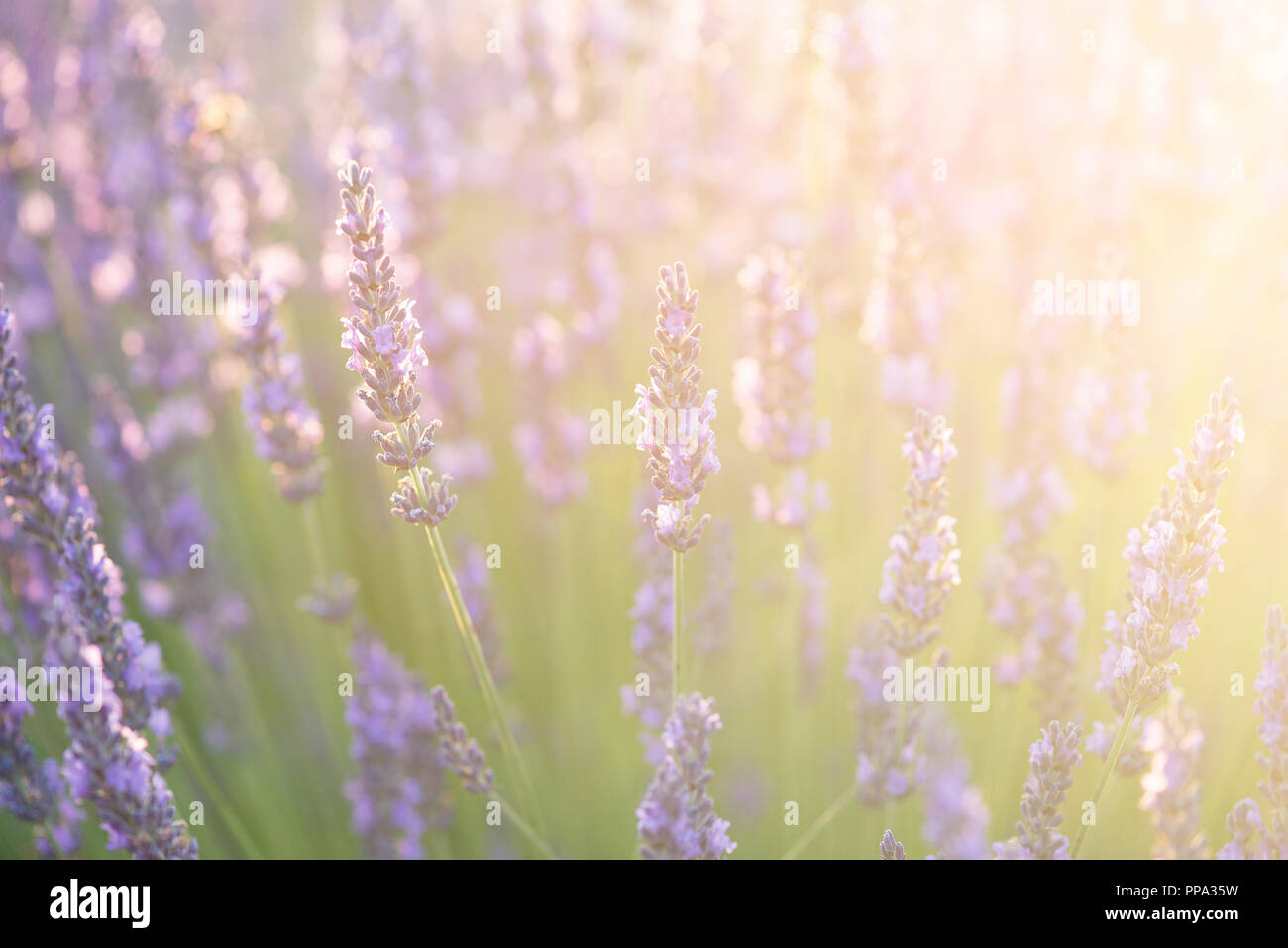 Closeup of lavender hi-res stock photography and images - Alamy