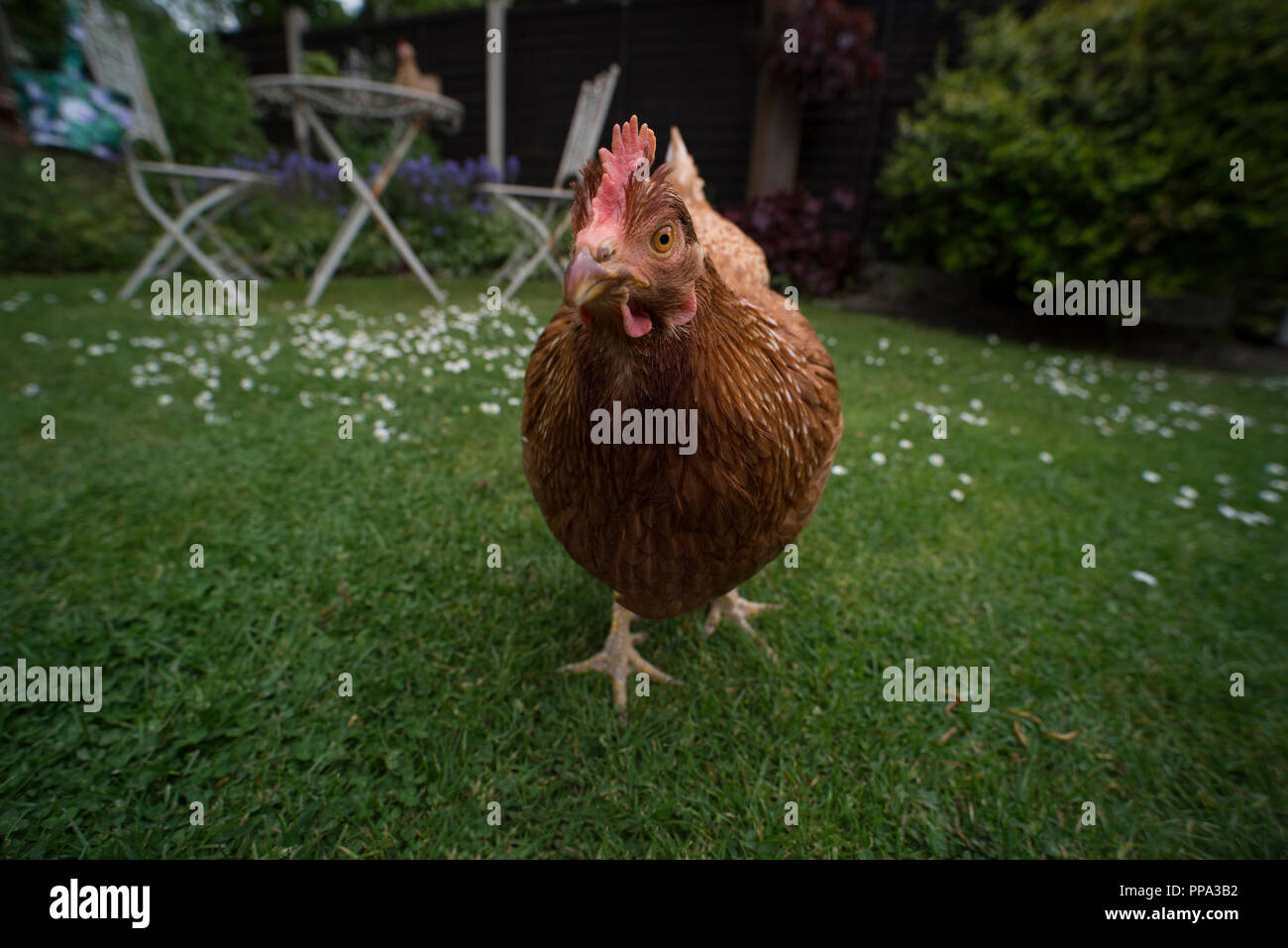 Garden bird wide angle hi-res stock photography and images - Alamy