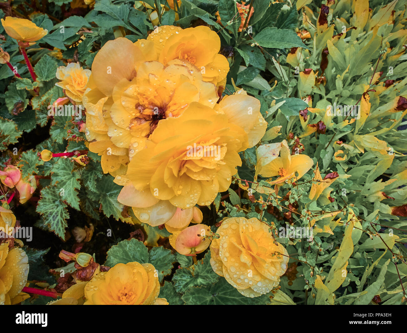 View of some flower of Roath Park in Cardiff Stock Photo - Alamy