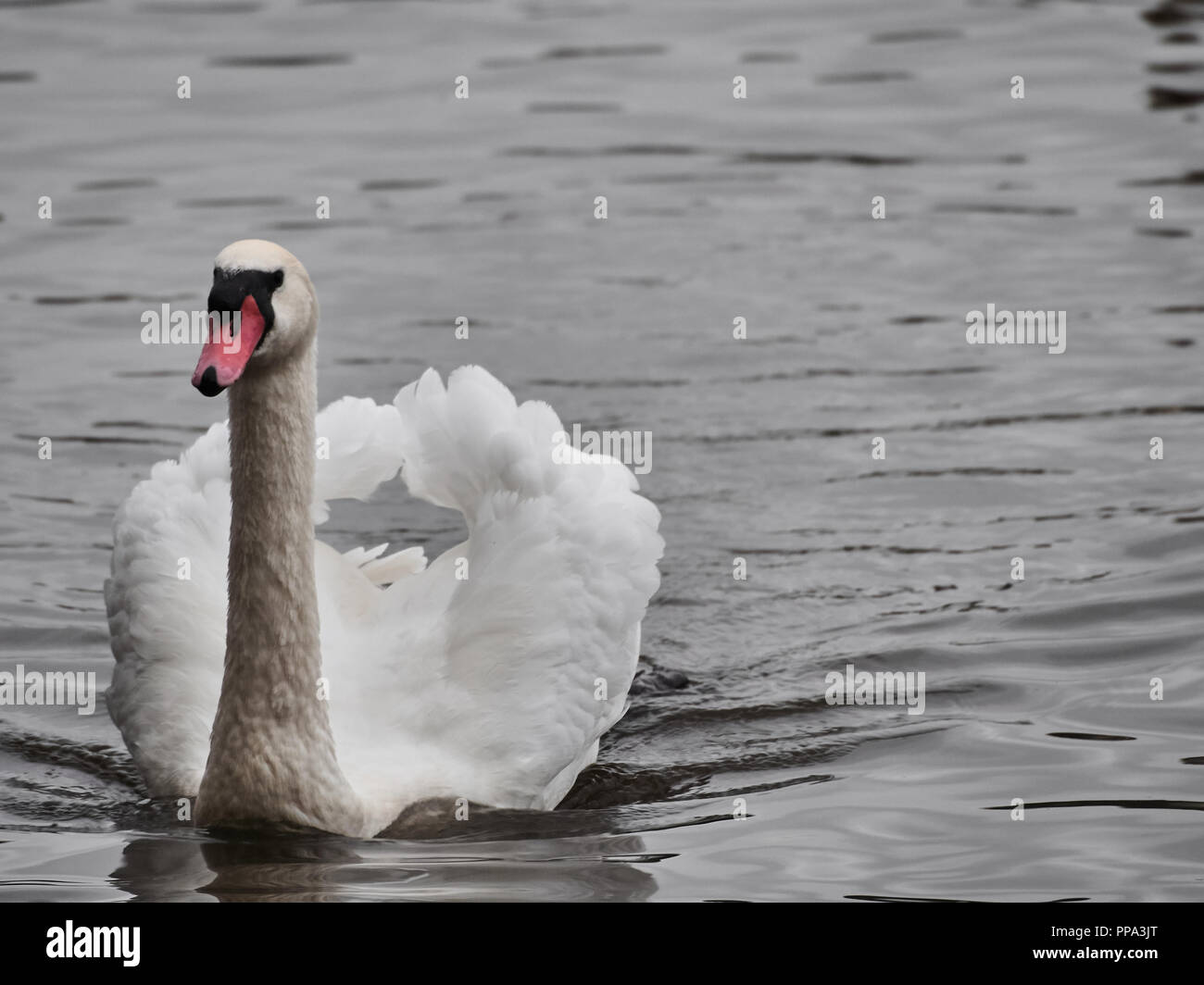 Swan in welsh lake hi-res stock photography and images - Alamy