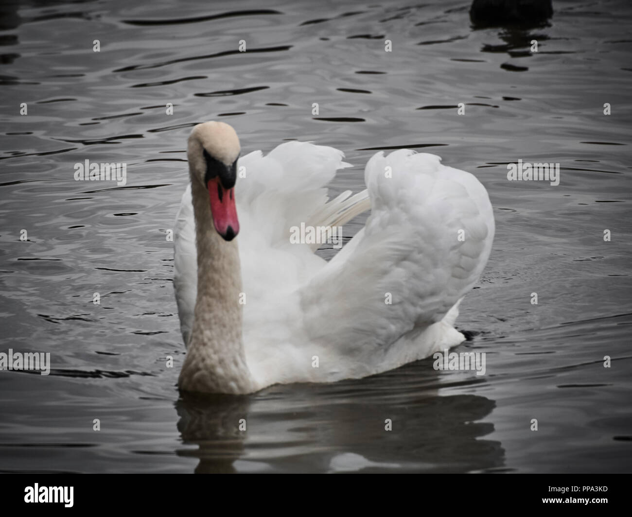 Welsh swan hi-res stock photography and images - Alamy