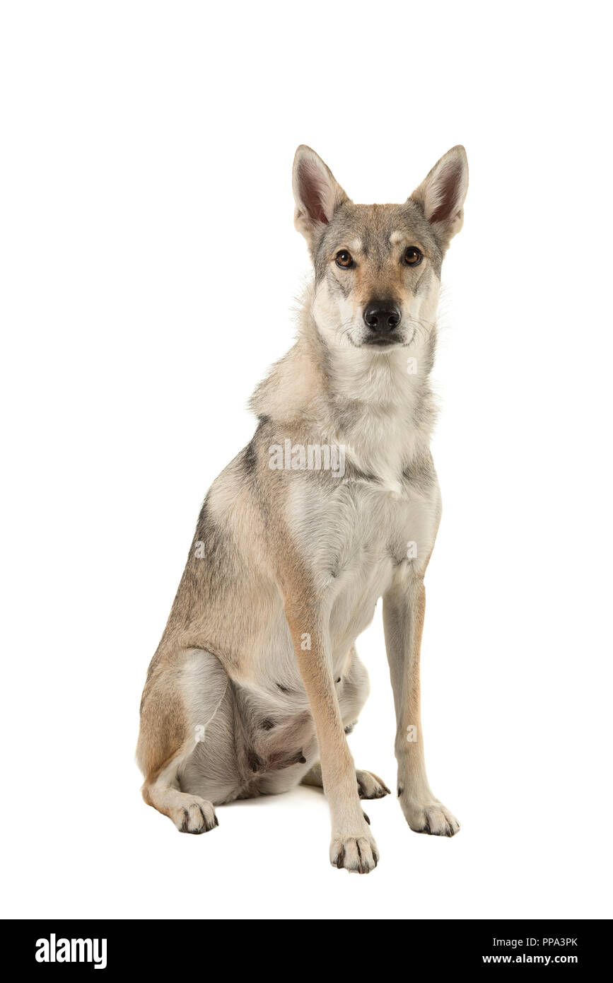 Female tamaskan hybrid dog sitting looking at the camera isolated on a ...