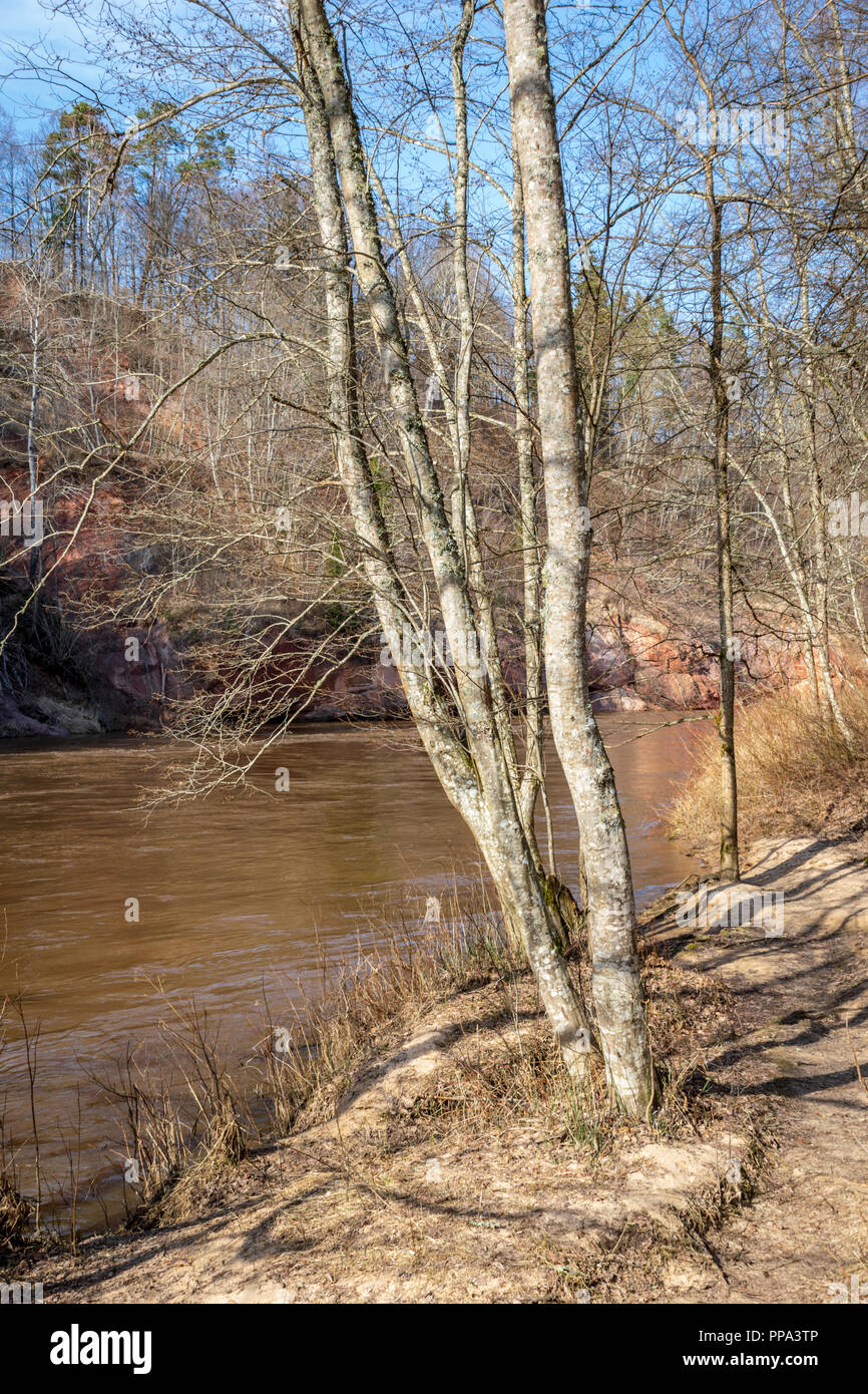 lake shore with grass and trees in spring countryside scene. high water ...
