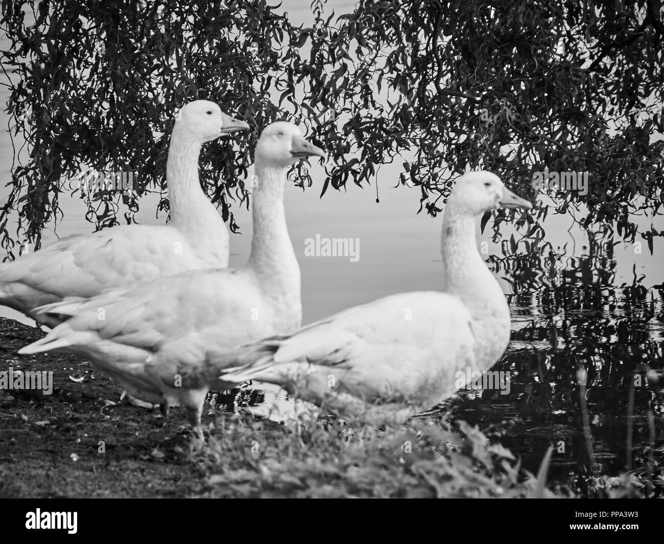 Water birds ducks Black and White Stock Photos & Images - Alamy