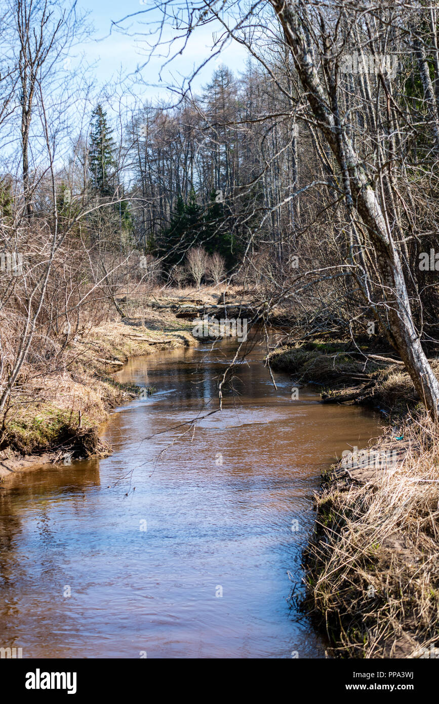 lake shore with grass and trees in spring countryside scene. high water ...