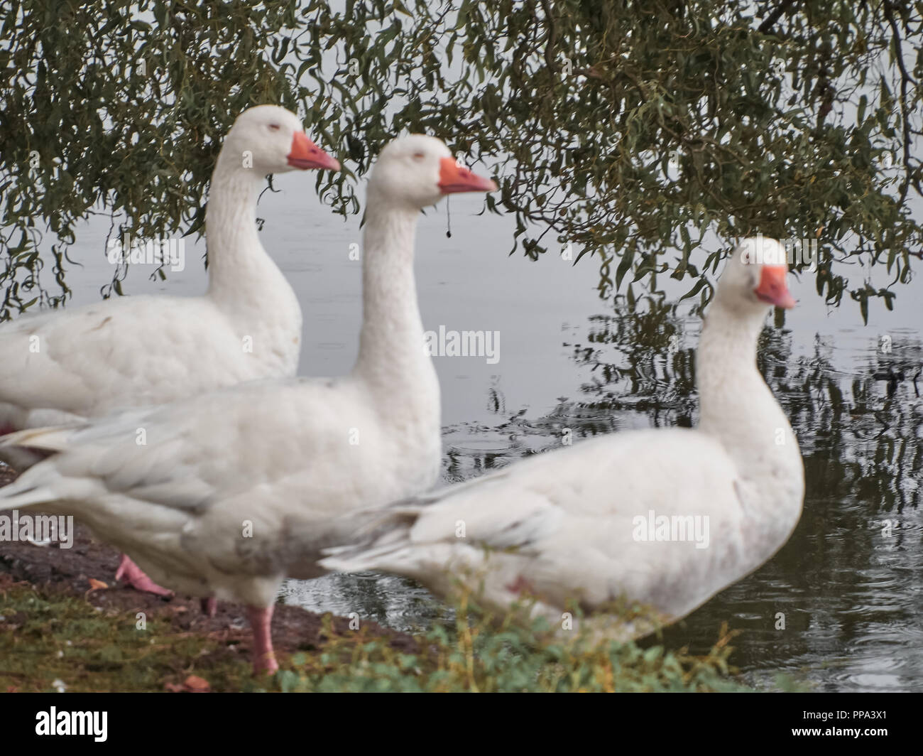 Peaceful ducklings hi-res stock photography and images - Alamy