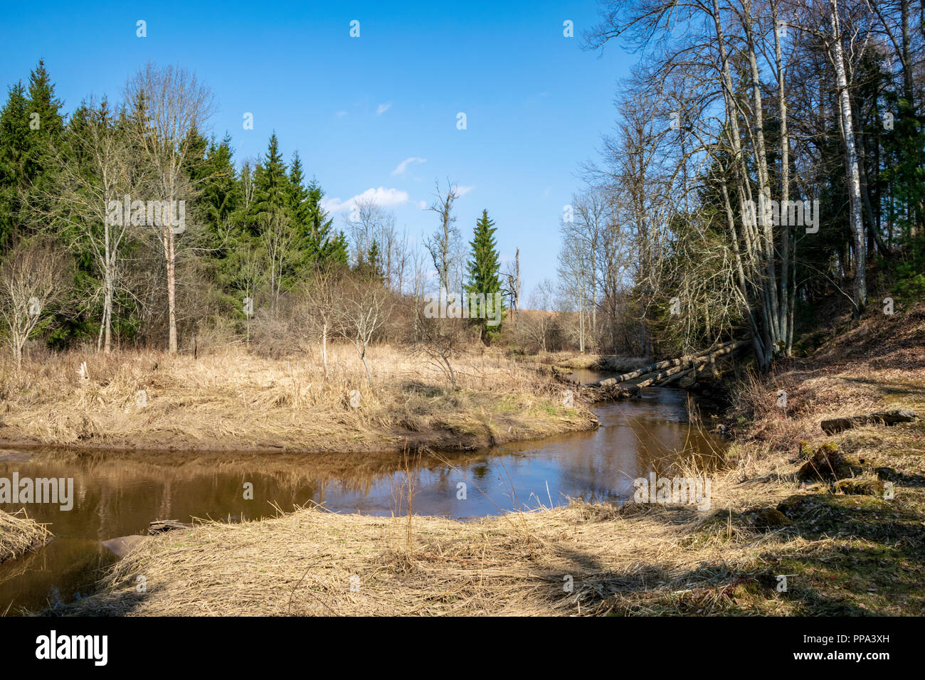 lake shore with grass and trees in spring countryside scene. high water ...