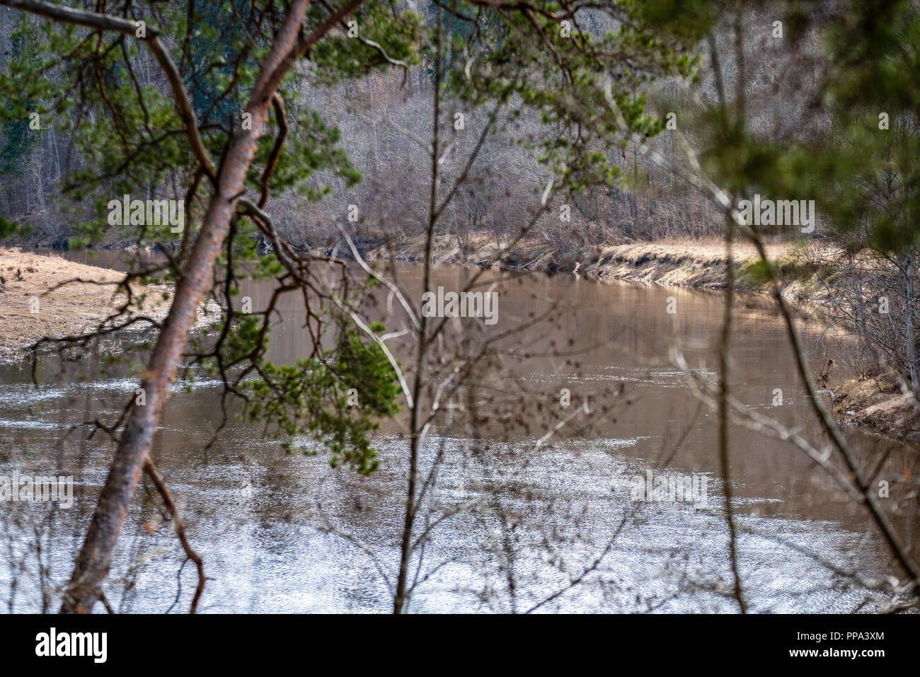 lake shore with grass and trees in spring countryside scene. high water ...