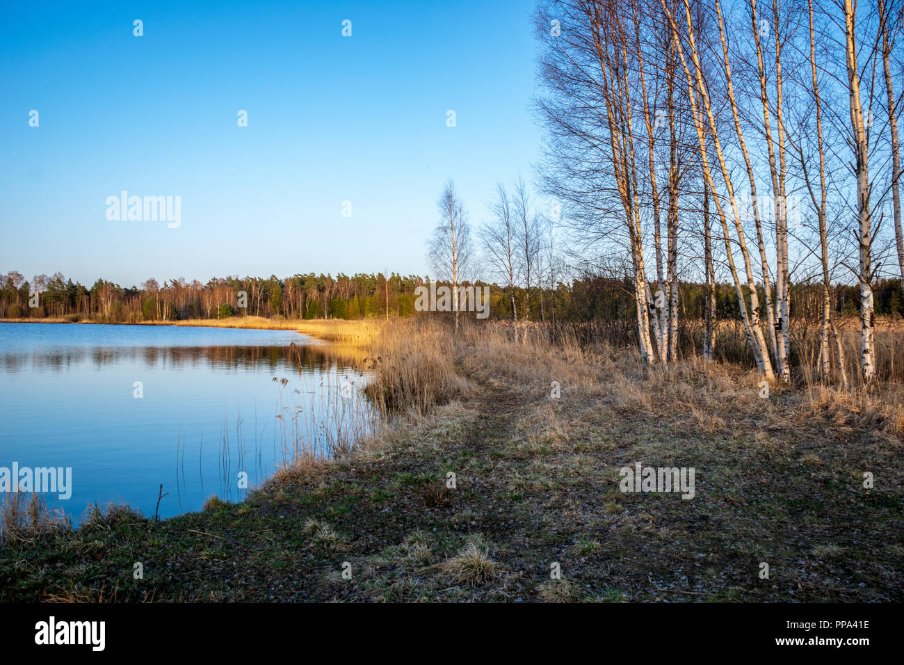 lake shore with grass and trees in spring countryside scene. high water ...