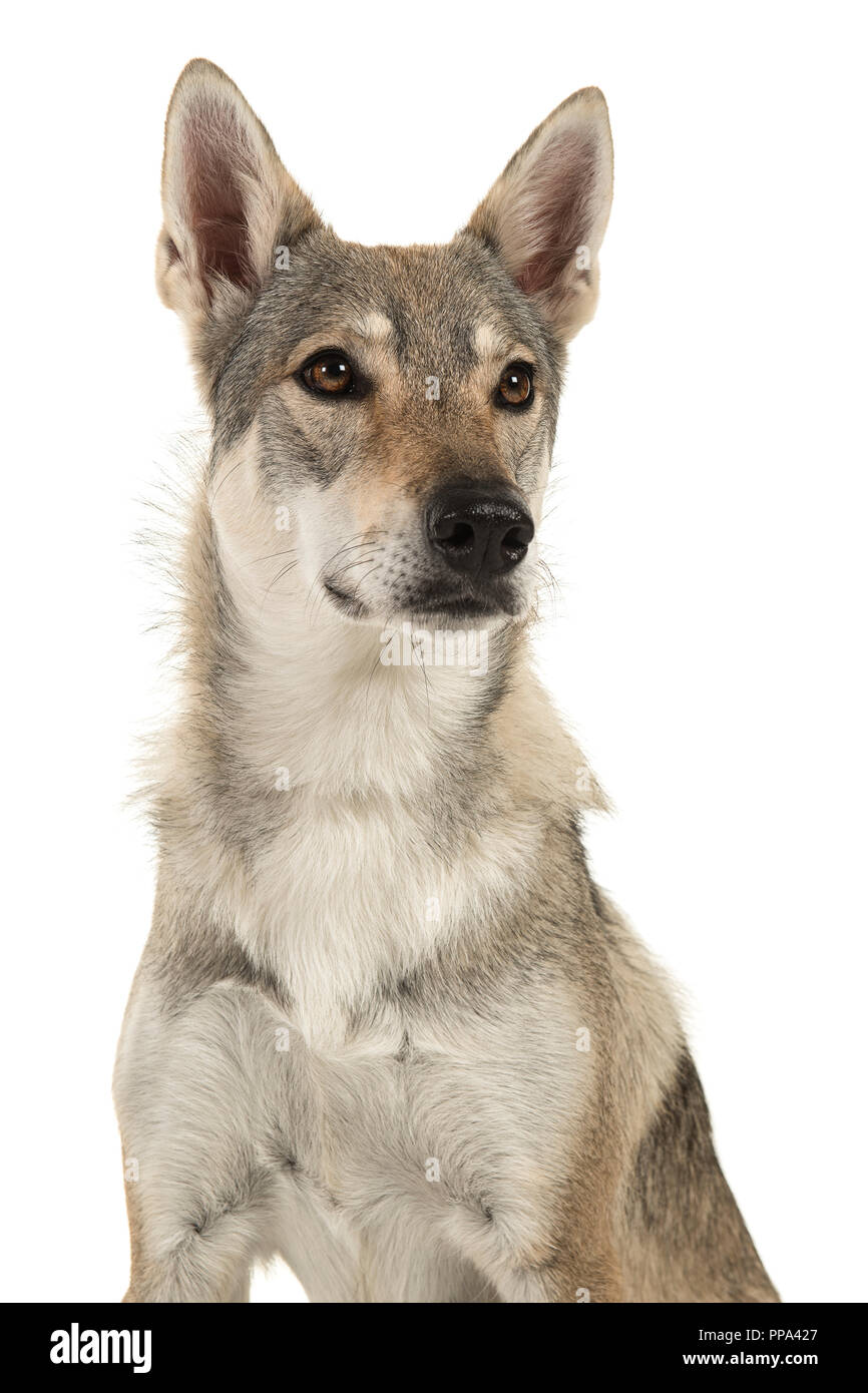 Portrait of a female tamaskan hybrid dog glancing away to the right ...