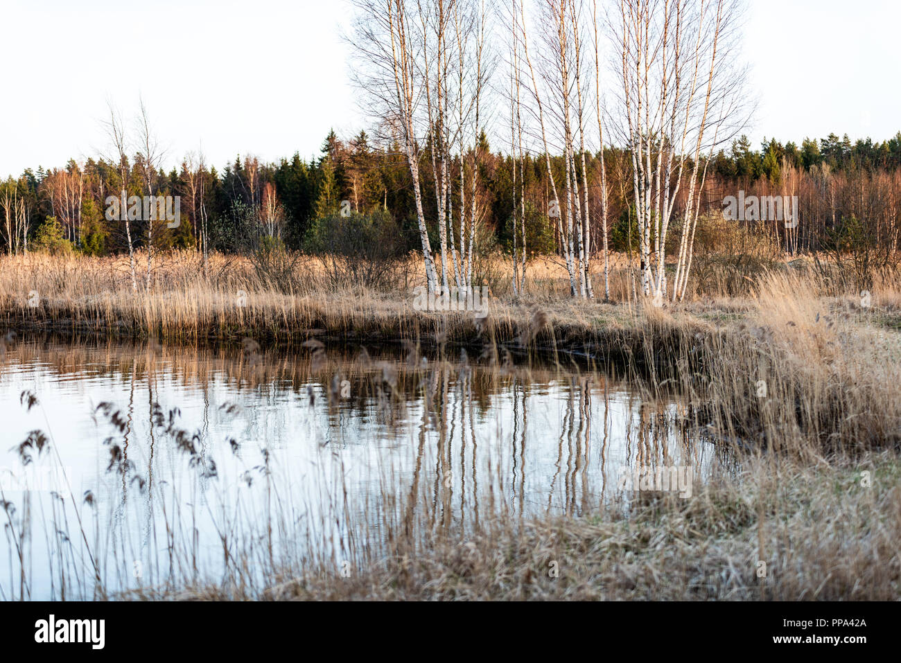 lake shore with grass and trees in spring countryside scene. high water ...