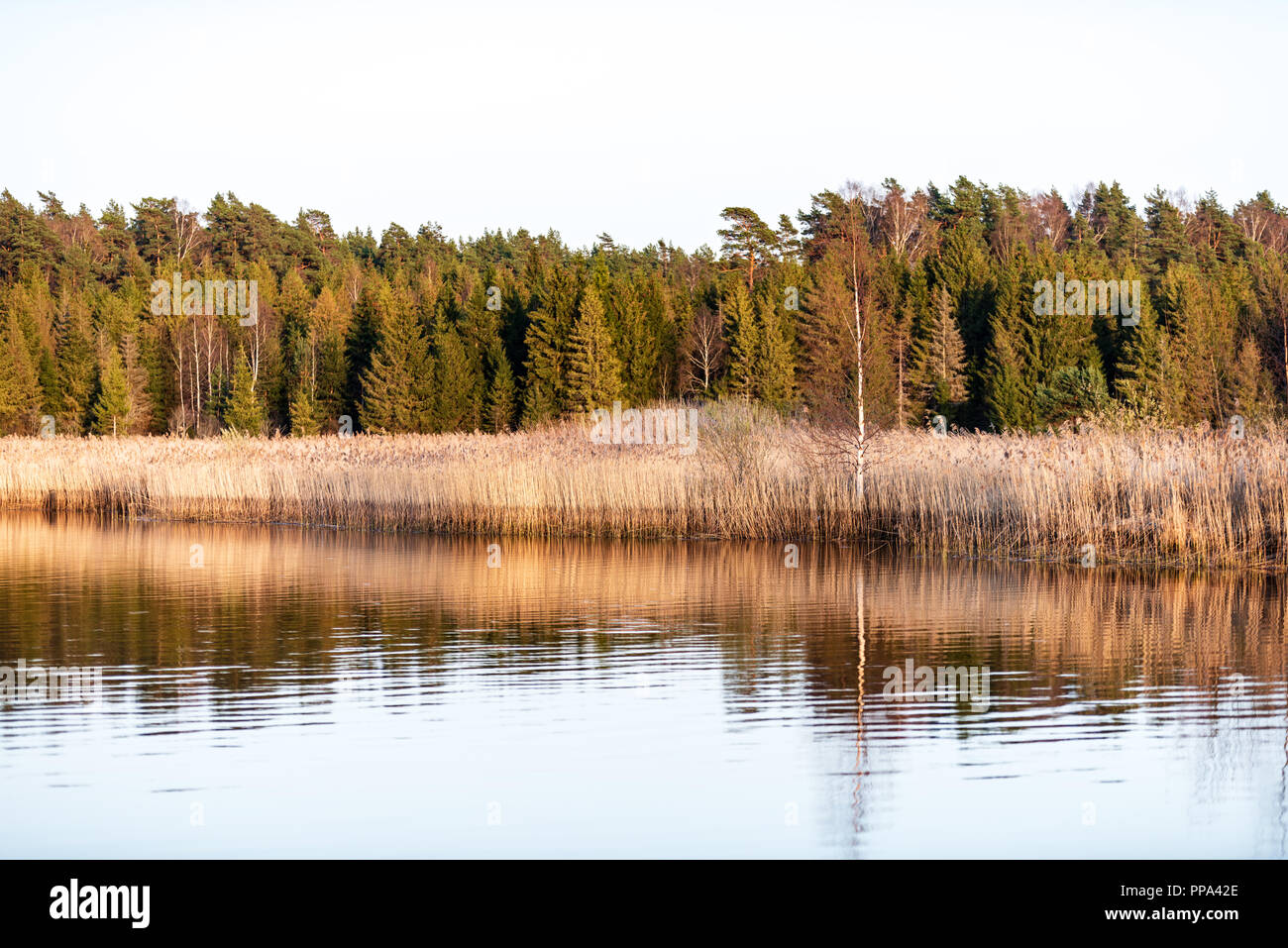 lake shore with grass and trees in spring countryside scene. high water ...