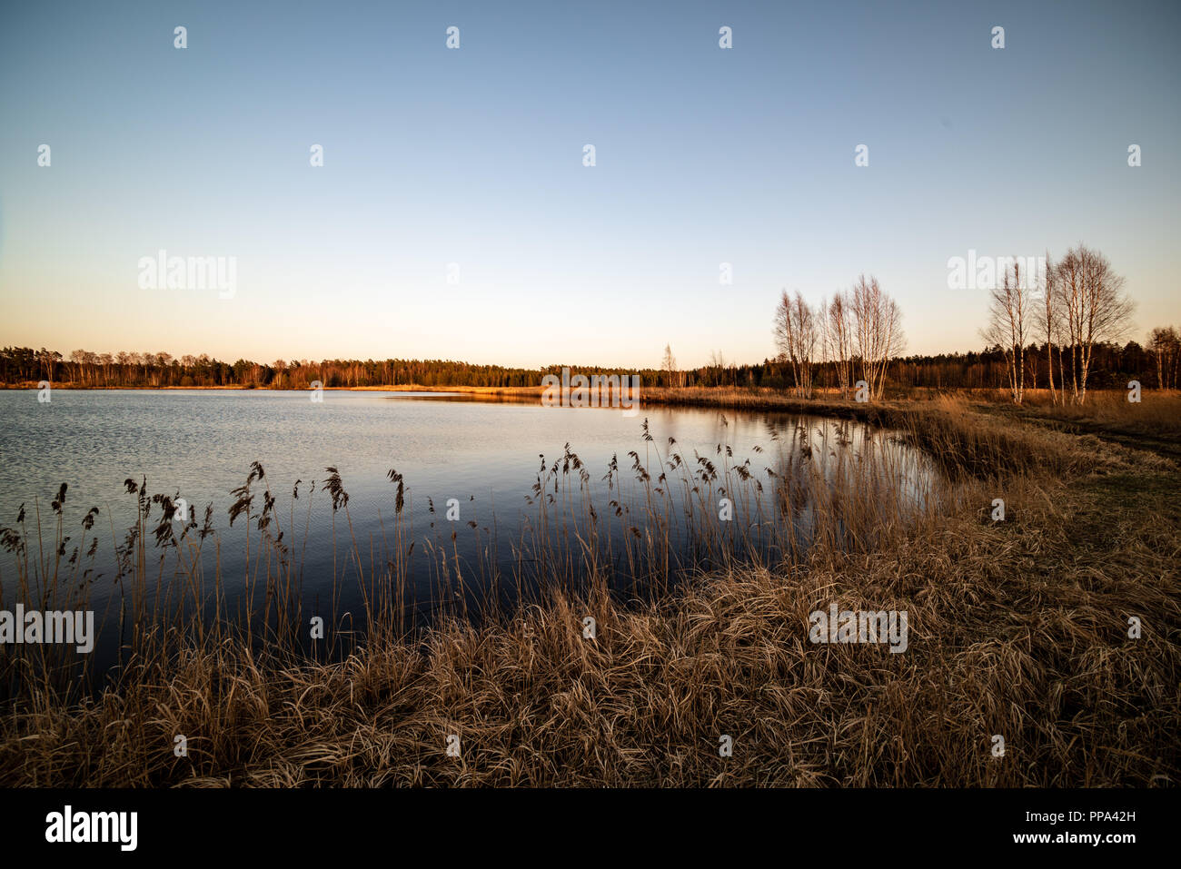 lake shore with grass and trees in spring countryside scene. high water ...