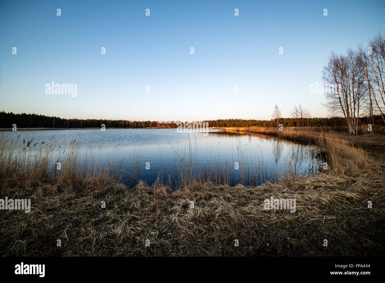 lake shore with grass and trees in spring countryside scene. high water ...