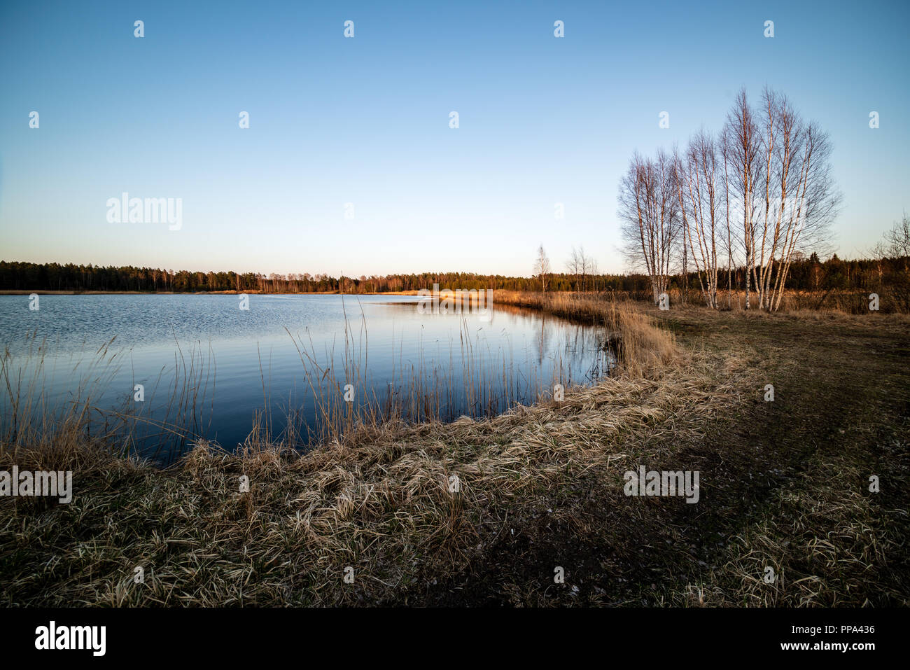 lake shore with grass and trees in spring countryside scene. high water ...