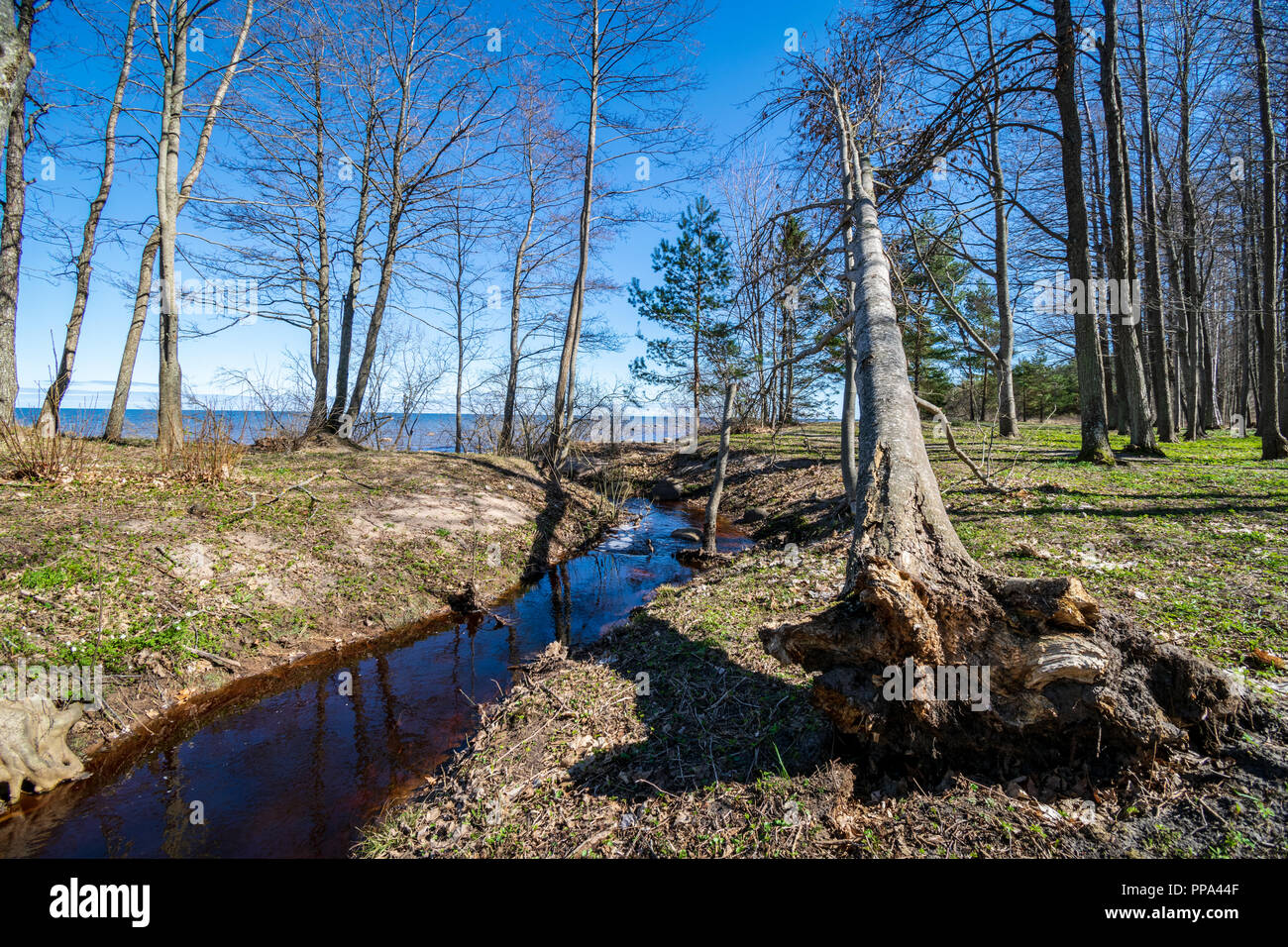 lake shore with grass and trees in spring countryside scene. high water ...