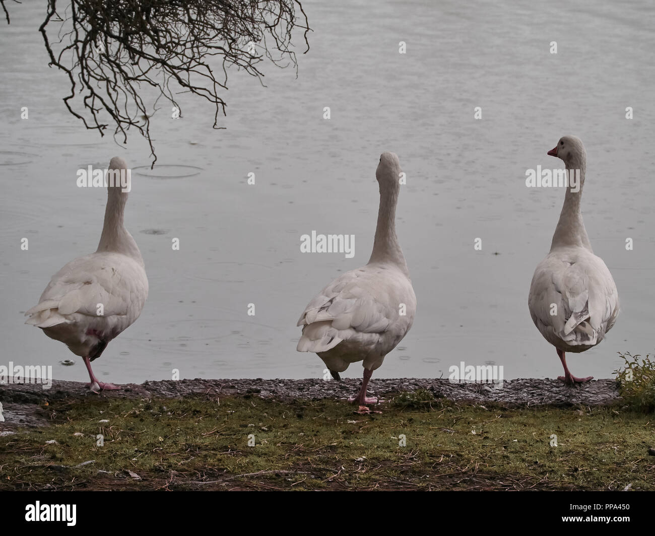 Roath family hi-res stock photography and images - Alamy