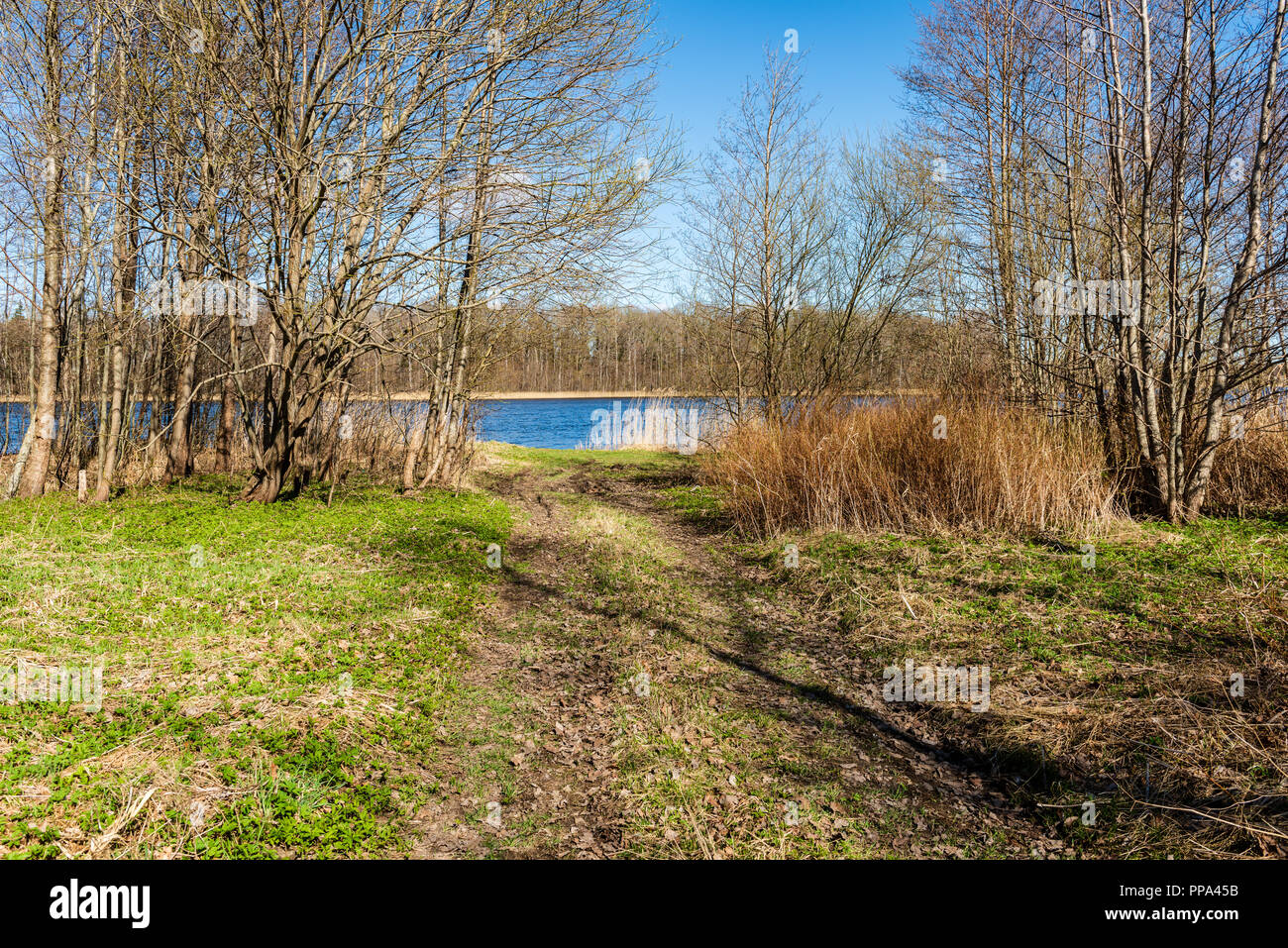 lake shore with grass and trees in spring countryside scene. high water ...