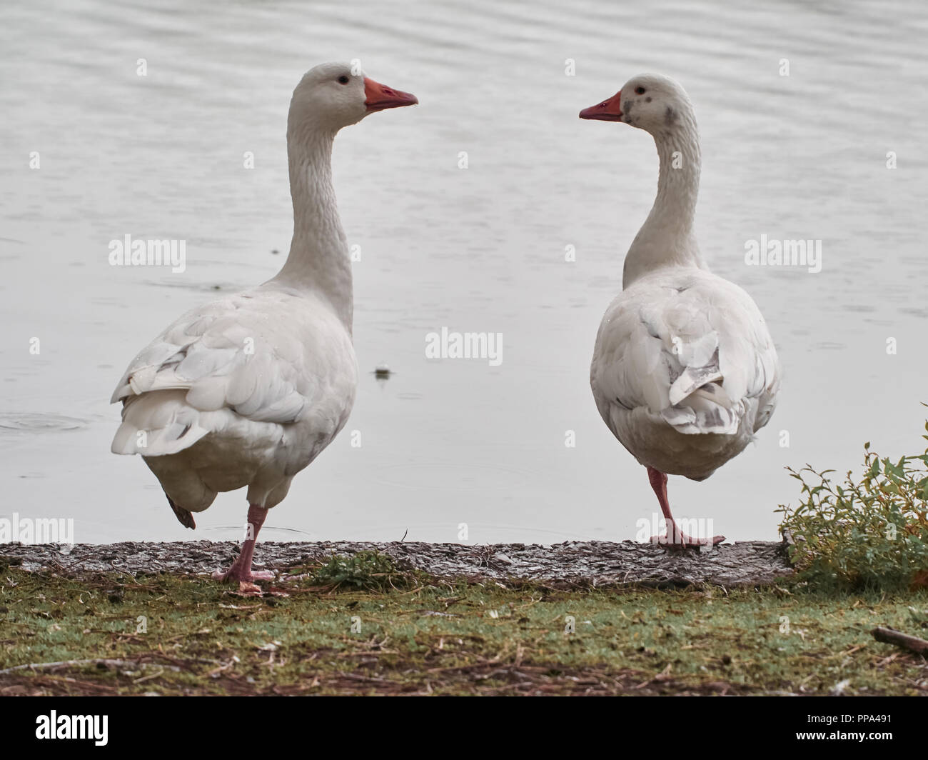 View of ducks in Cardiff Roath Park Stock Photo - Alamy