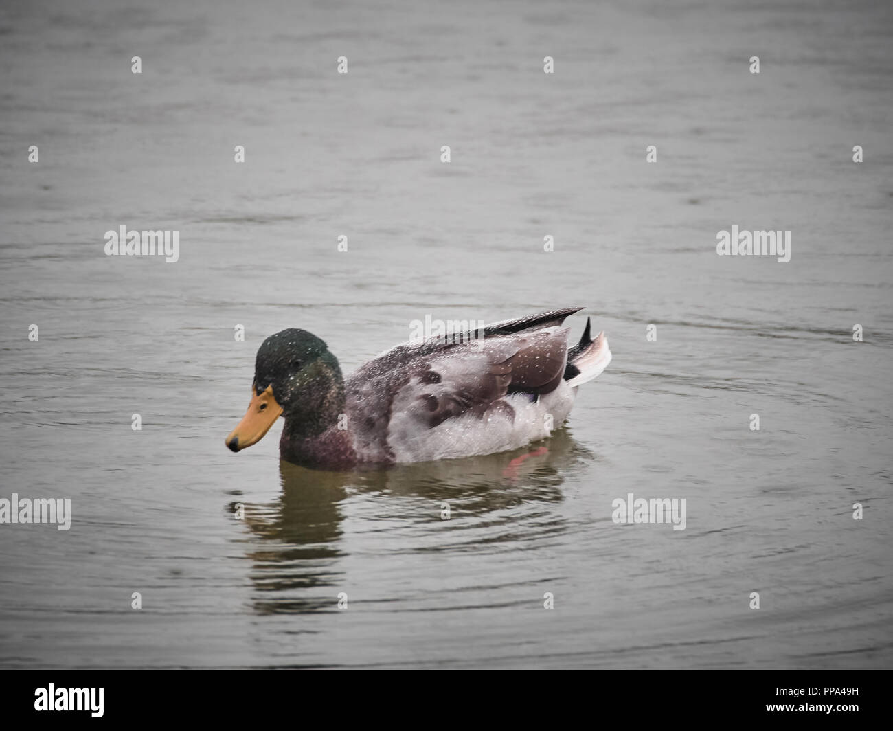 View of ducks in Cardiff Roath Park Stock Photo - Alamy