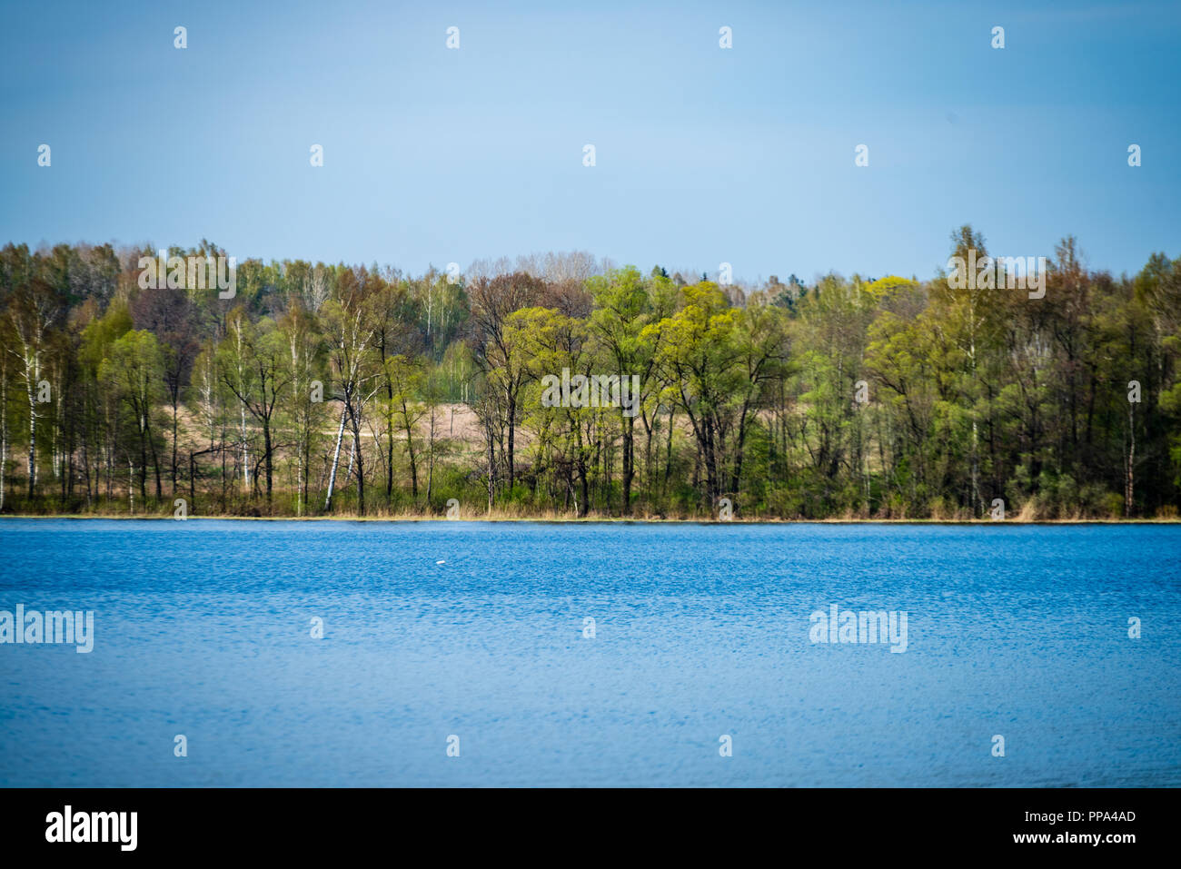 lake shore with grass and trees in spring countryside scene. high water ...