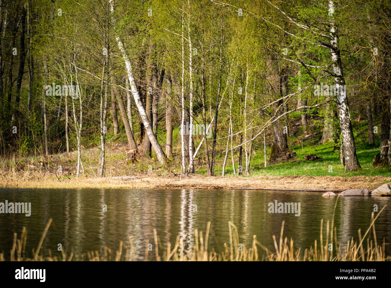 lake shore with grass and trees in spring countryside scene. high water ...