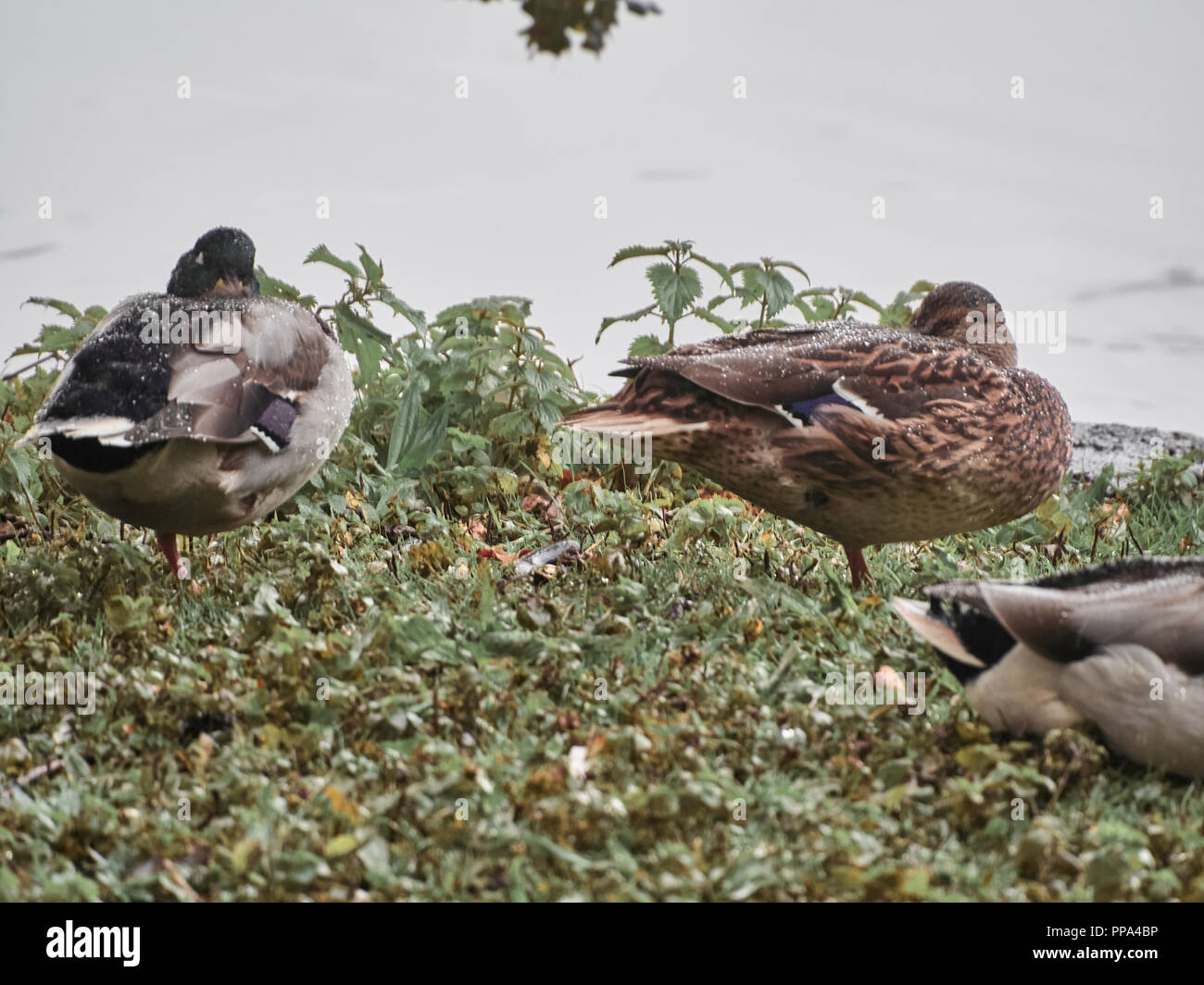 Roath family hi-res stock photography and images - Alamy