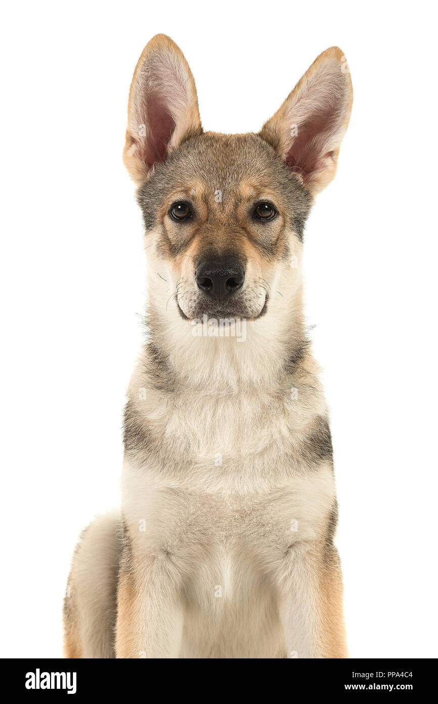 Portrait of a tamaskan hybrid puppy looking at the camera on a white ...