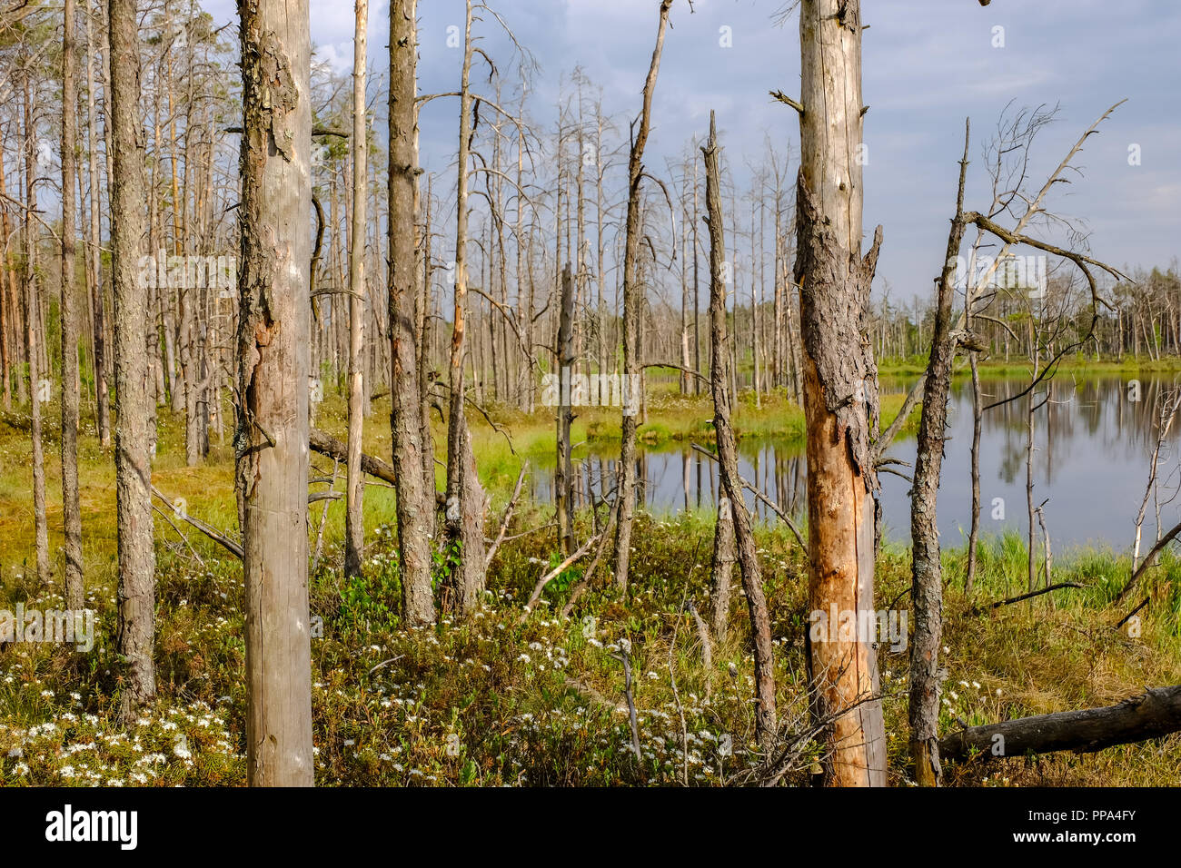 reflections of dead tree trunks in bog water at sunset in swamp area ...