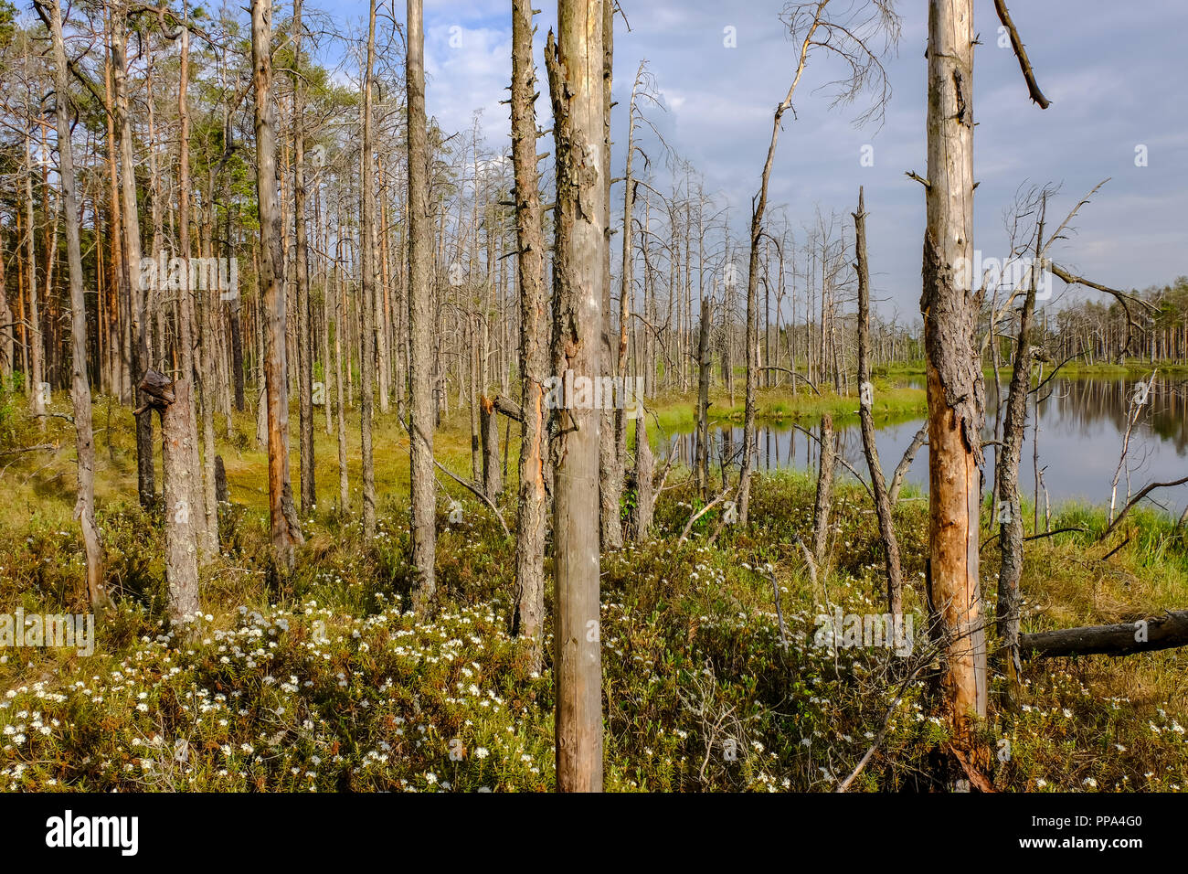 reflections of dead tree trunks in bog water at sunset in swamp area ...