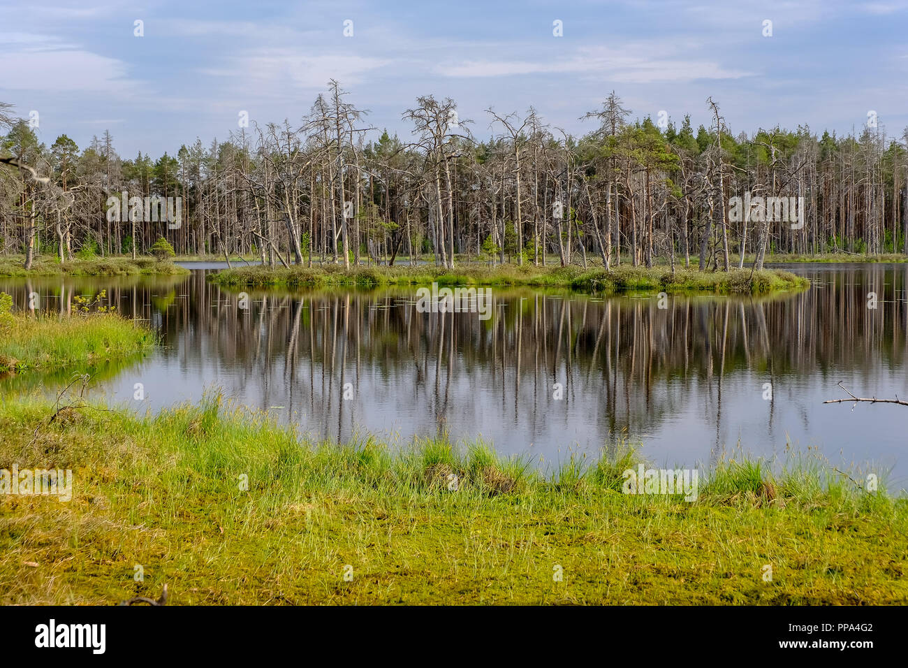 reflections of dead tree trunks in bog water at sunset in swamp area ...