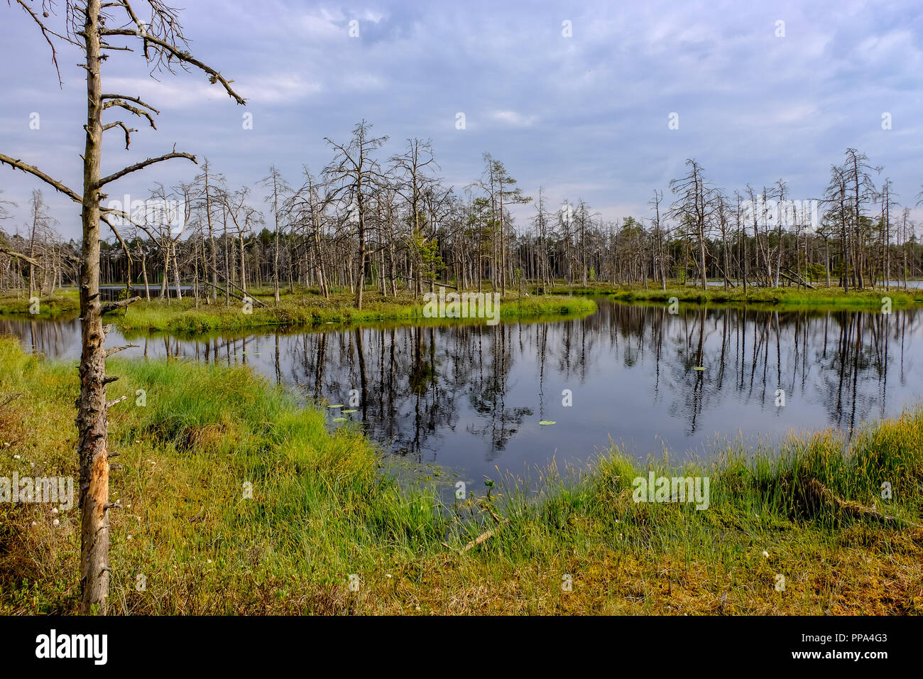 reflections of dead tree trunks in bog water at sunset in swamp area ...