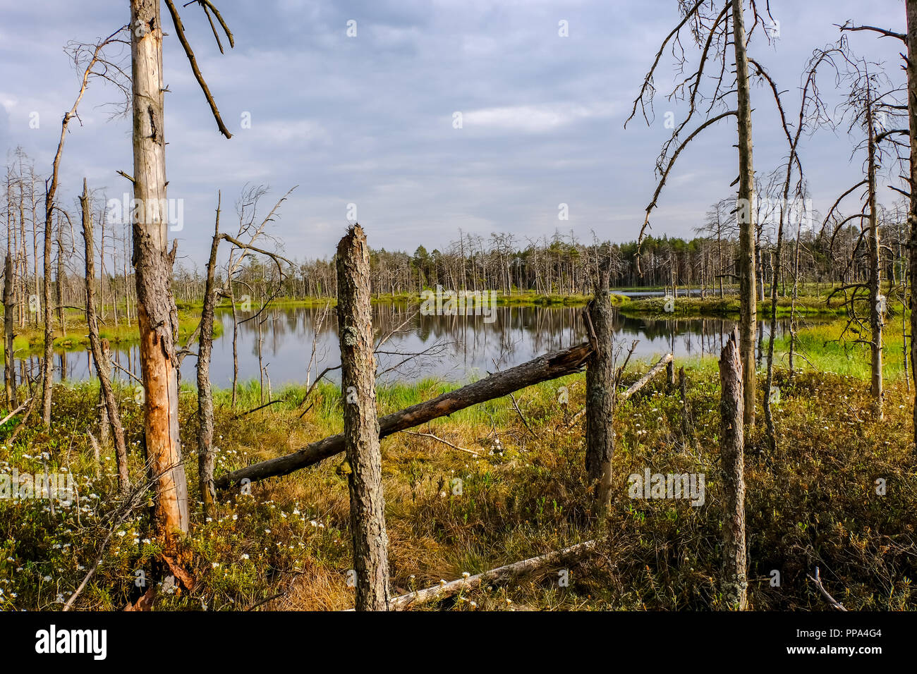 reflections of dead tree trunks in bog water at sunset in swamp area ...