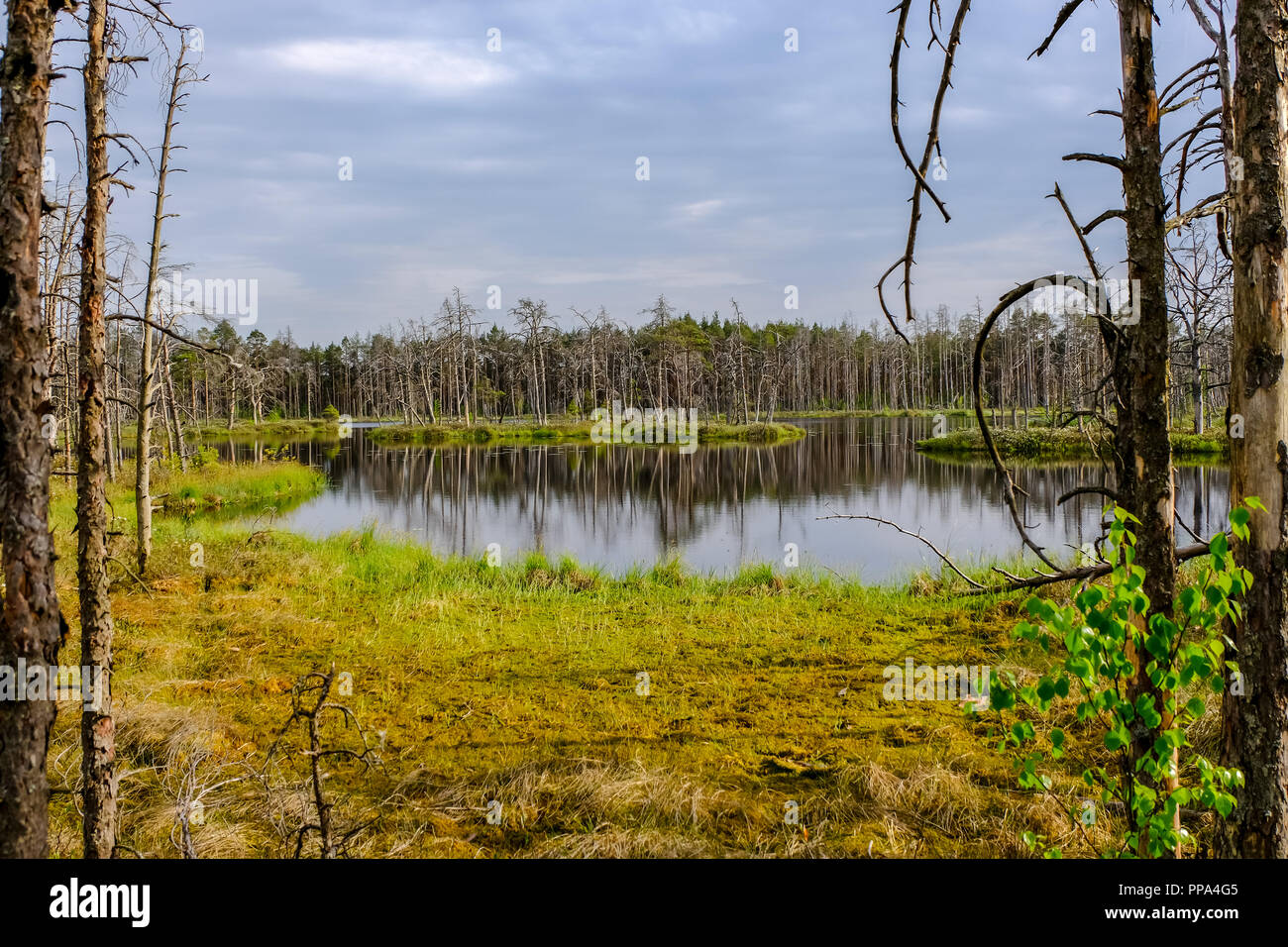 reflections of dead tree trunks in bog water at sunset in swamp area ...