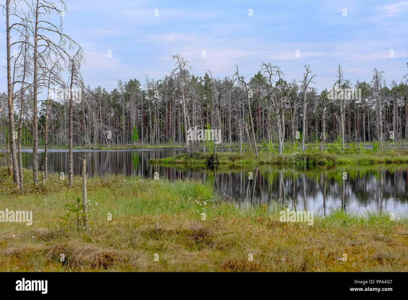 reflections of dead tree trunks in bog water at sunset in swamp area ...