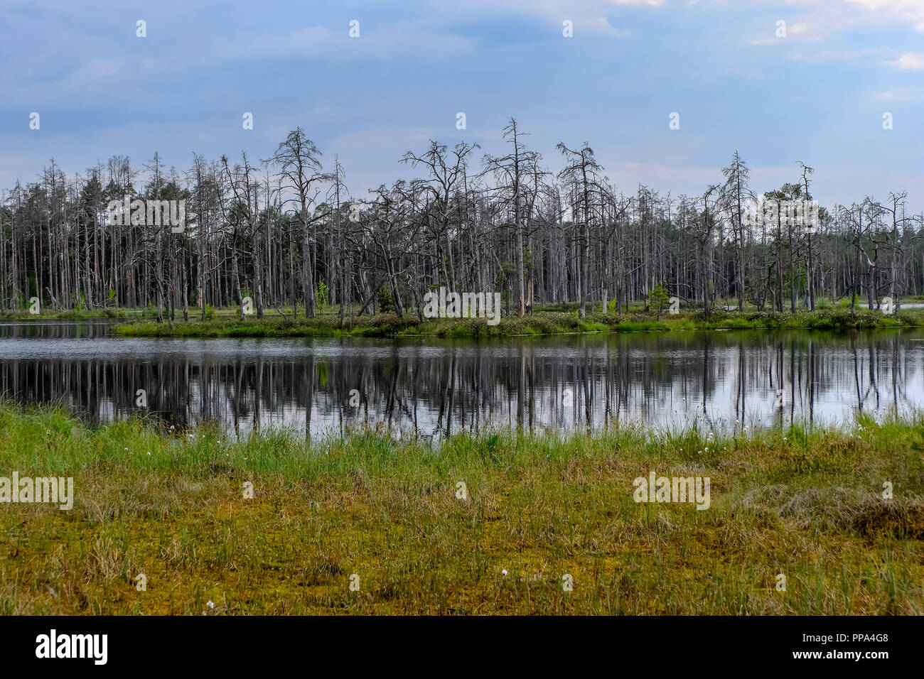 reflections of dead tree trunks in bog water at sunset in swamp area ...