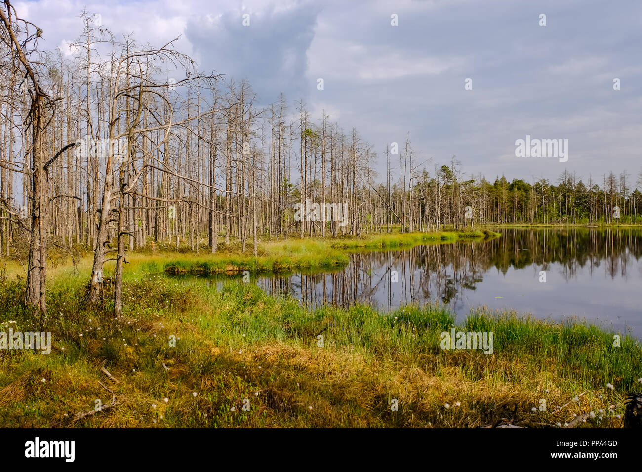 reflections of dead tree trunks in bog water at sunset in swamp area ...