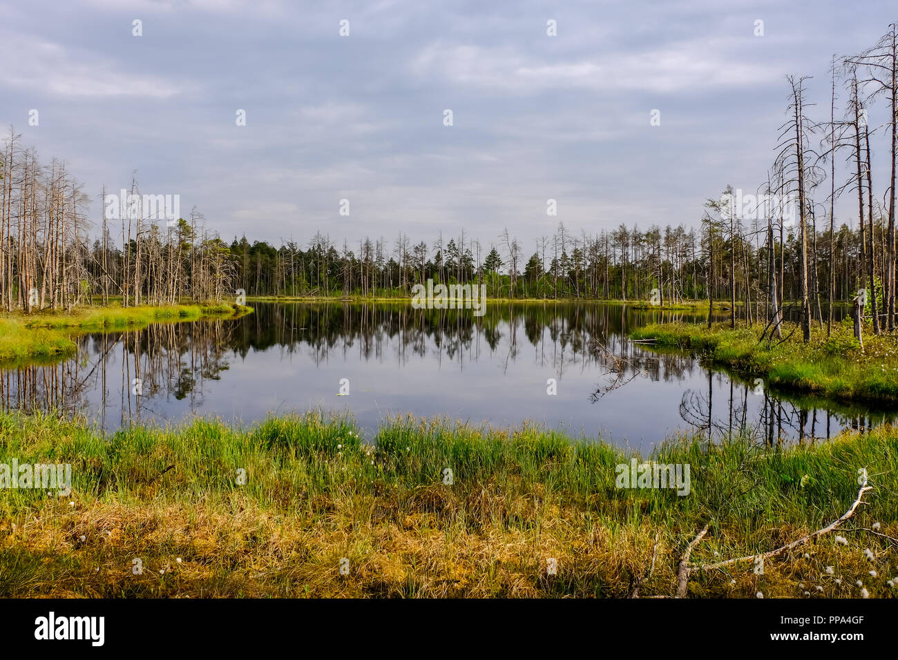 reflections of dead tree trunks in bog water at sunset in swamp area ...